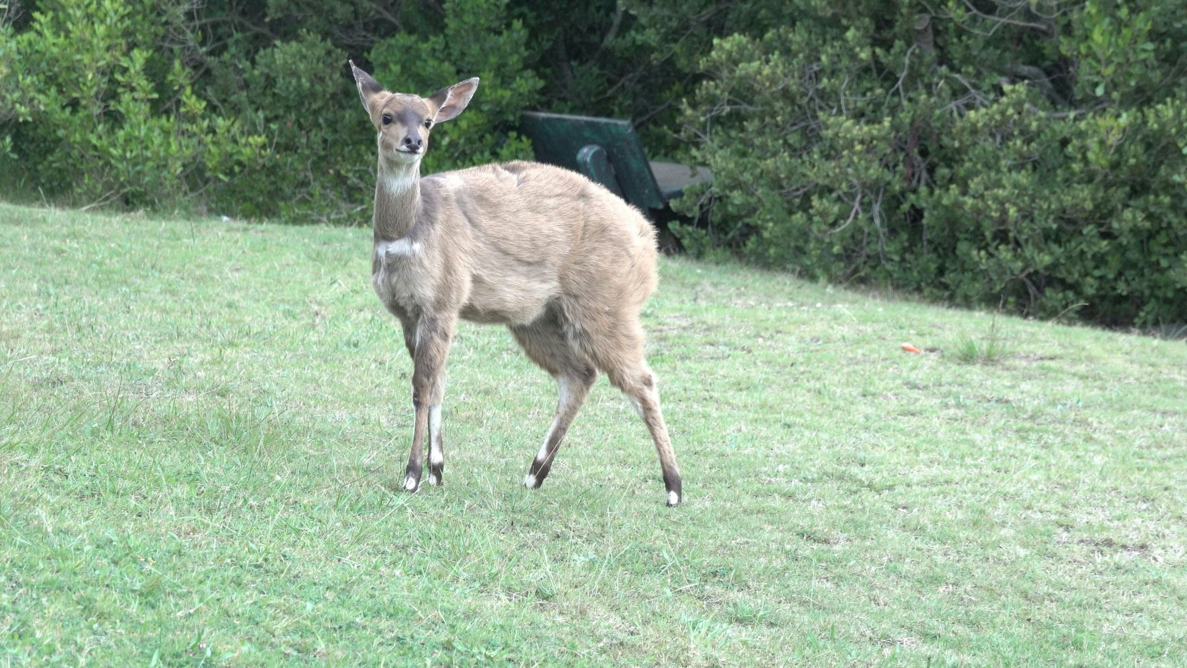 Tranquil Deer Videos, Download Free 4k Stock Video Footage & Tranquil ...