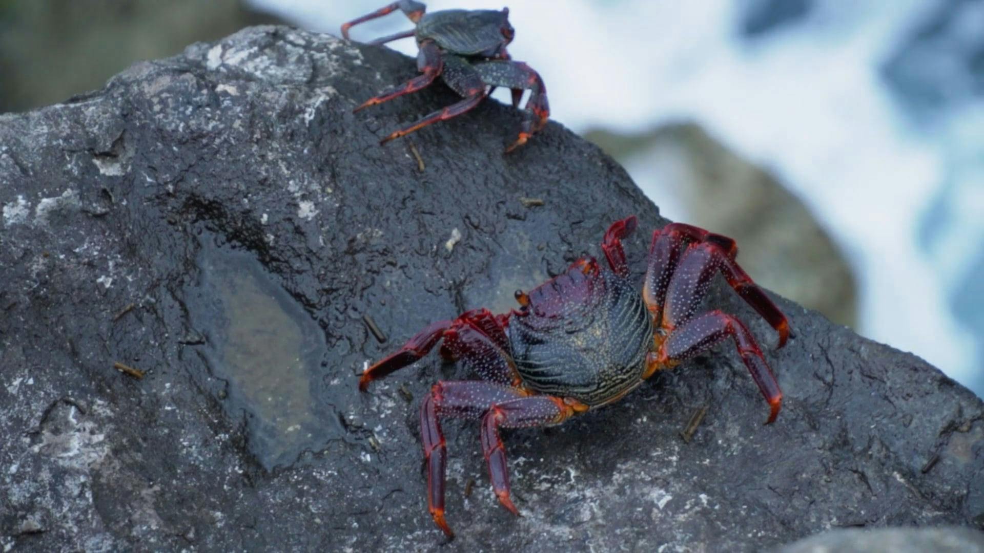 Crabs on Rock near Water Free Stock Video Footage, Royalty-Free 4K & HD ...