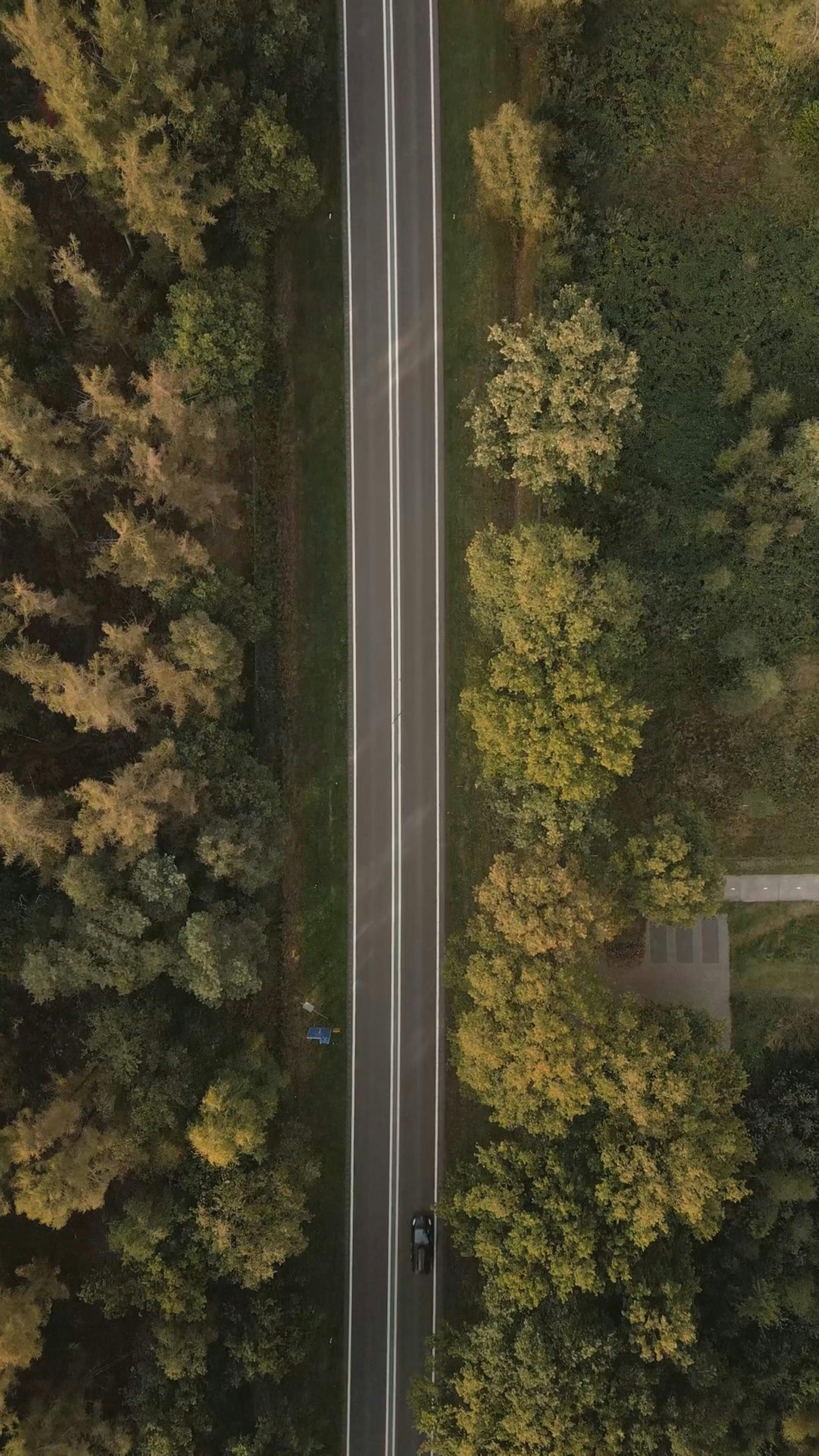 Trees around Road Free Stock Video Footage, Royalty-Free 4K & HD Video Clip