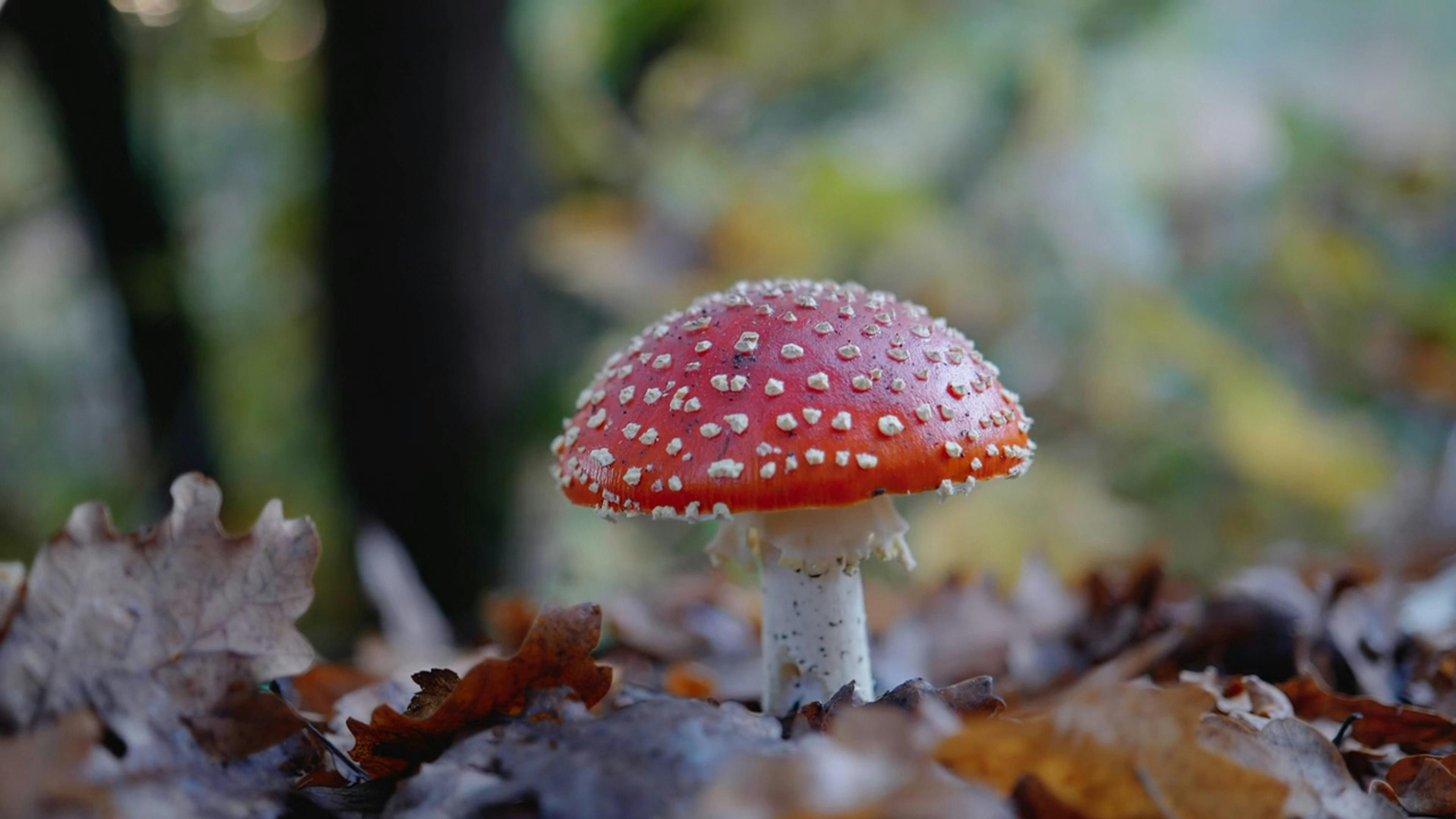 Close up on red toadstool on ground Free Stock Video Footage, Royalty ...