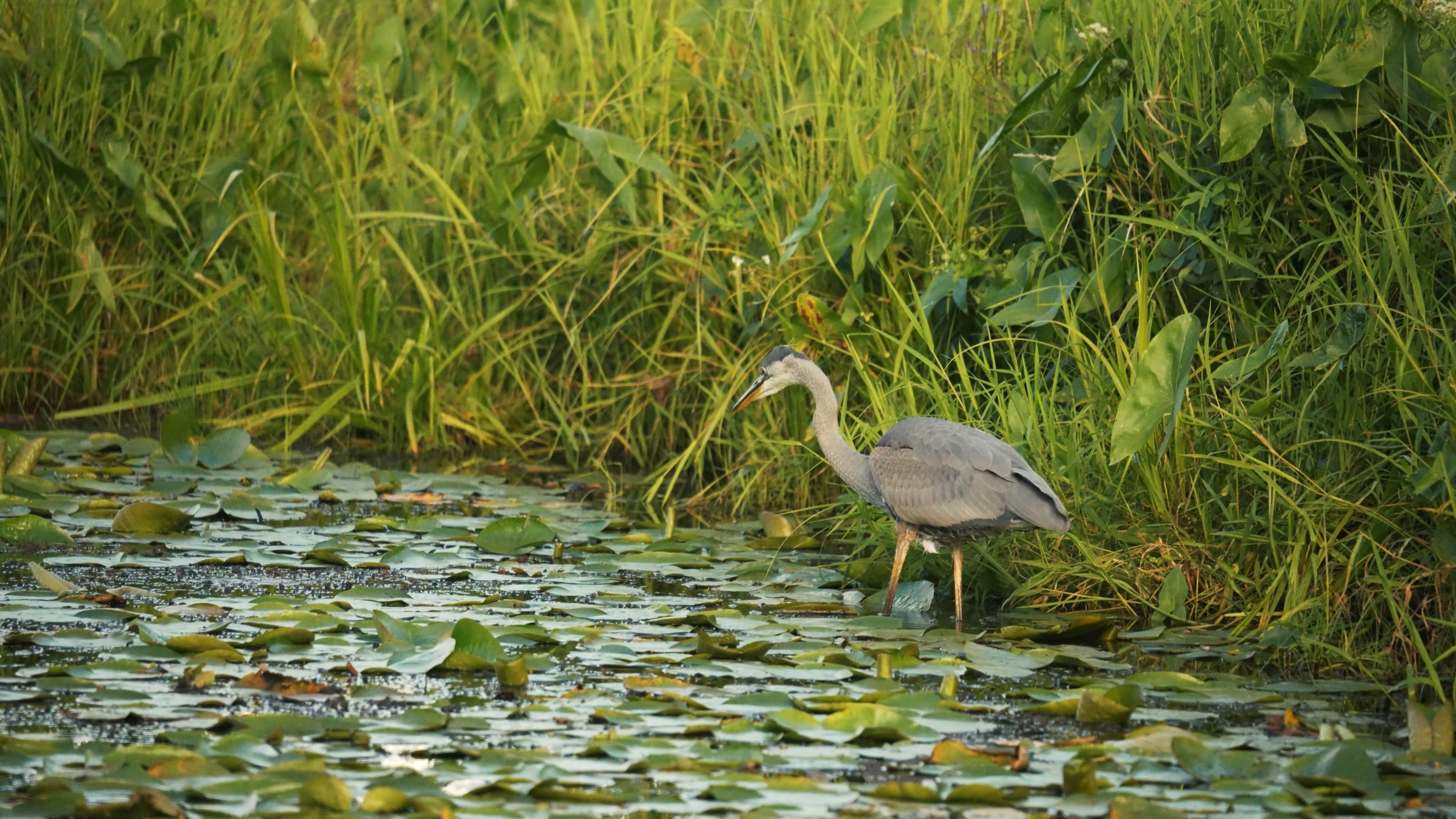 Garza Real De Pie En Un Pantano · Vídeo de stock gratuito