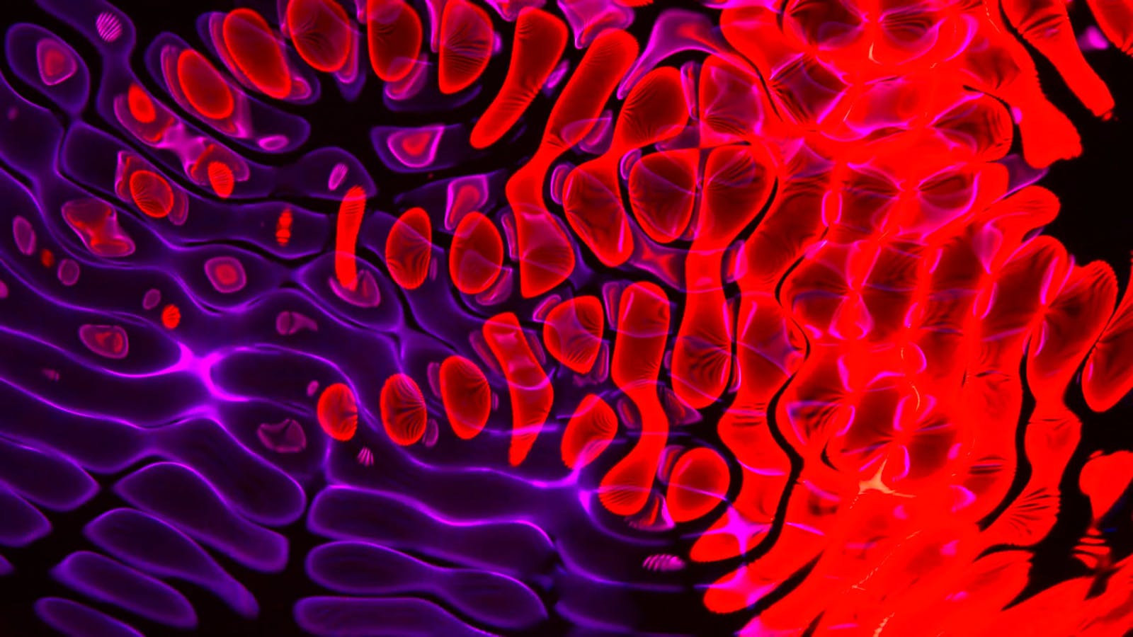 Purple Animation Videos, Download The BEST Free 4k Stock Video Footage ...