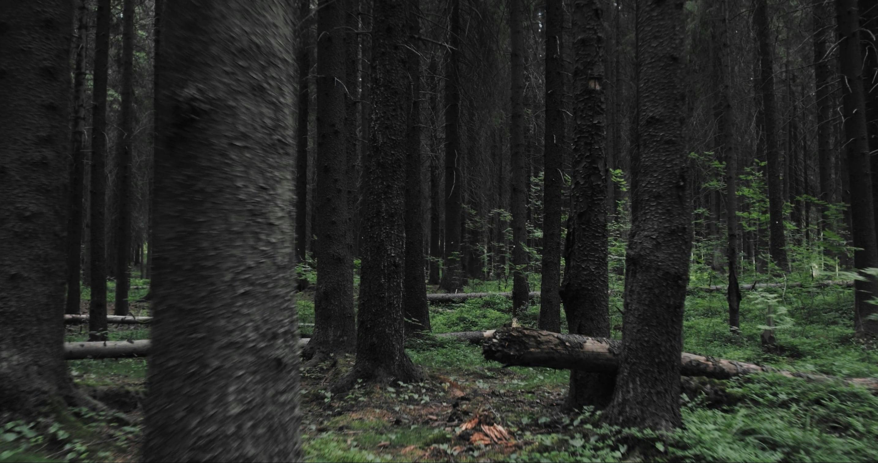 Video Of Trees In The Woods Free Stock Video Footage, Royalty-Free 4K ...