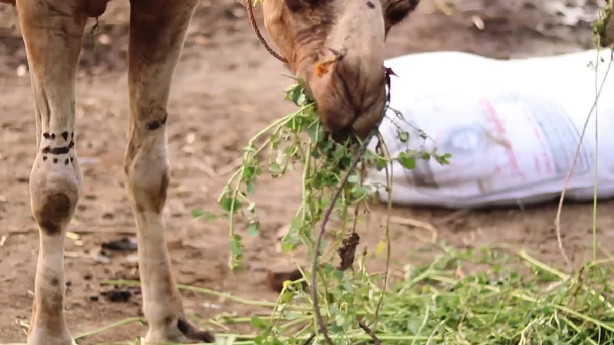 Camel Eating Videos, Download The BEST Free 4k Stock Video Footage ...