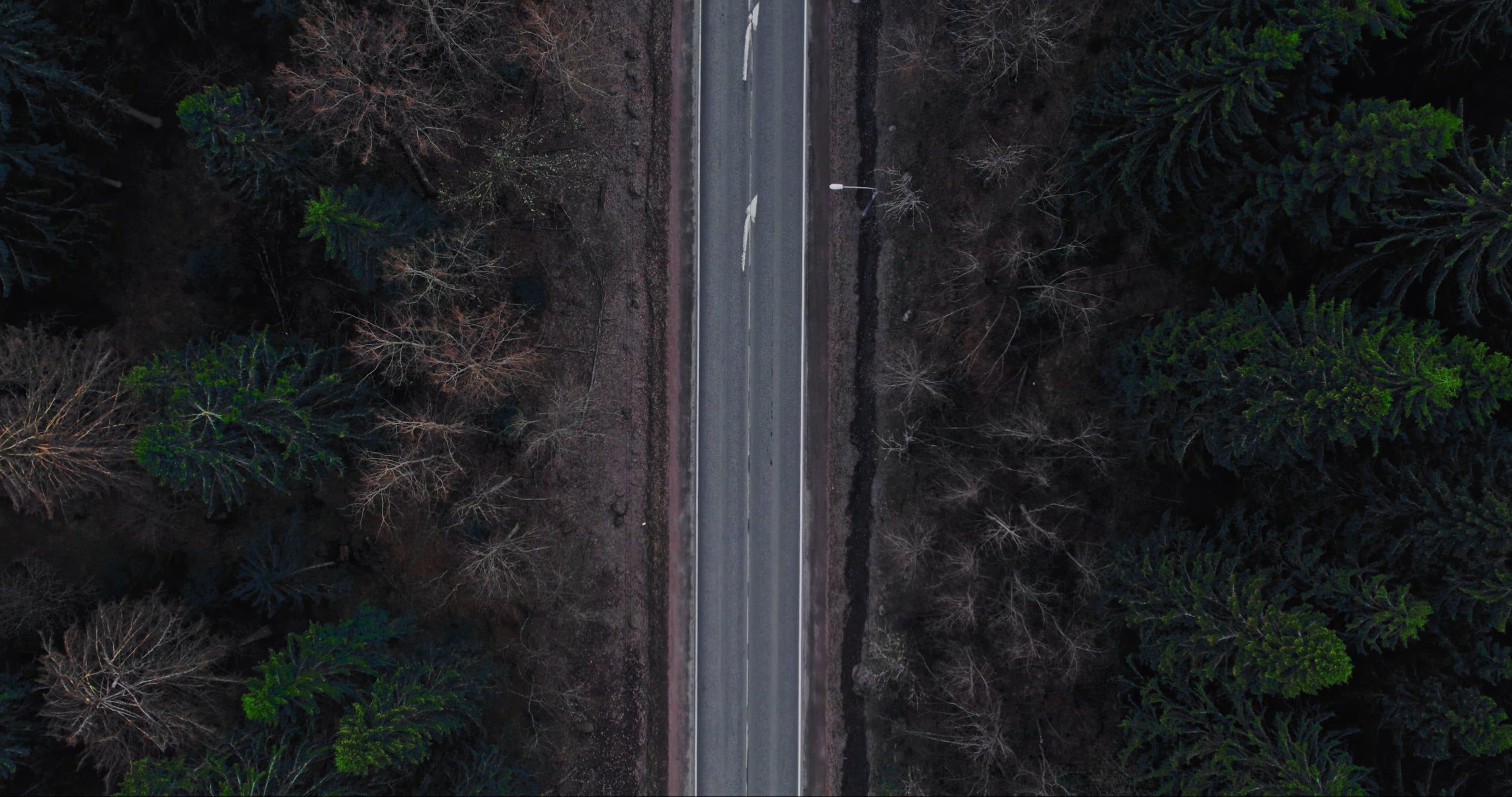 Top View of a Road with Coniferous Trees on the Sides Free Stock Video ...