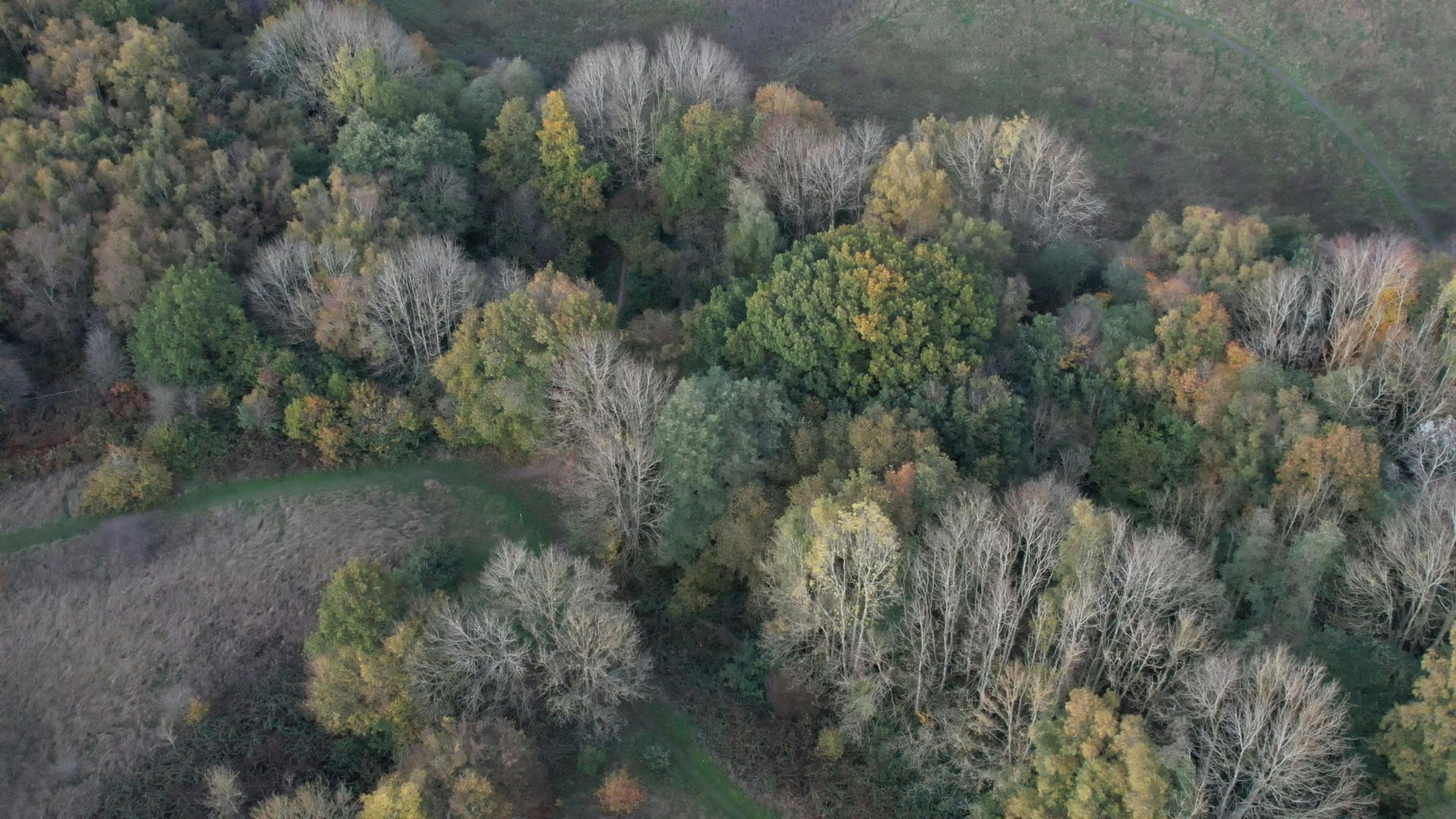 Aerial View of Forest Trees with Autumn Colours Free Stock Video ...
