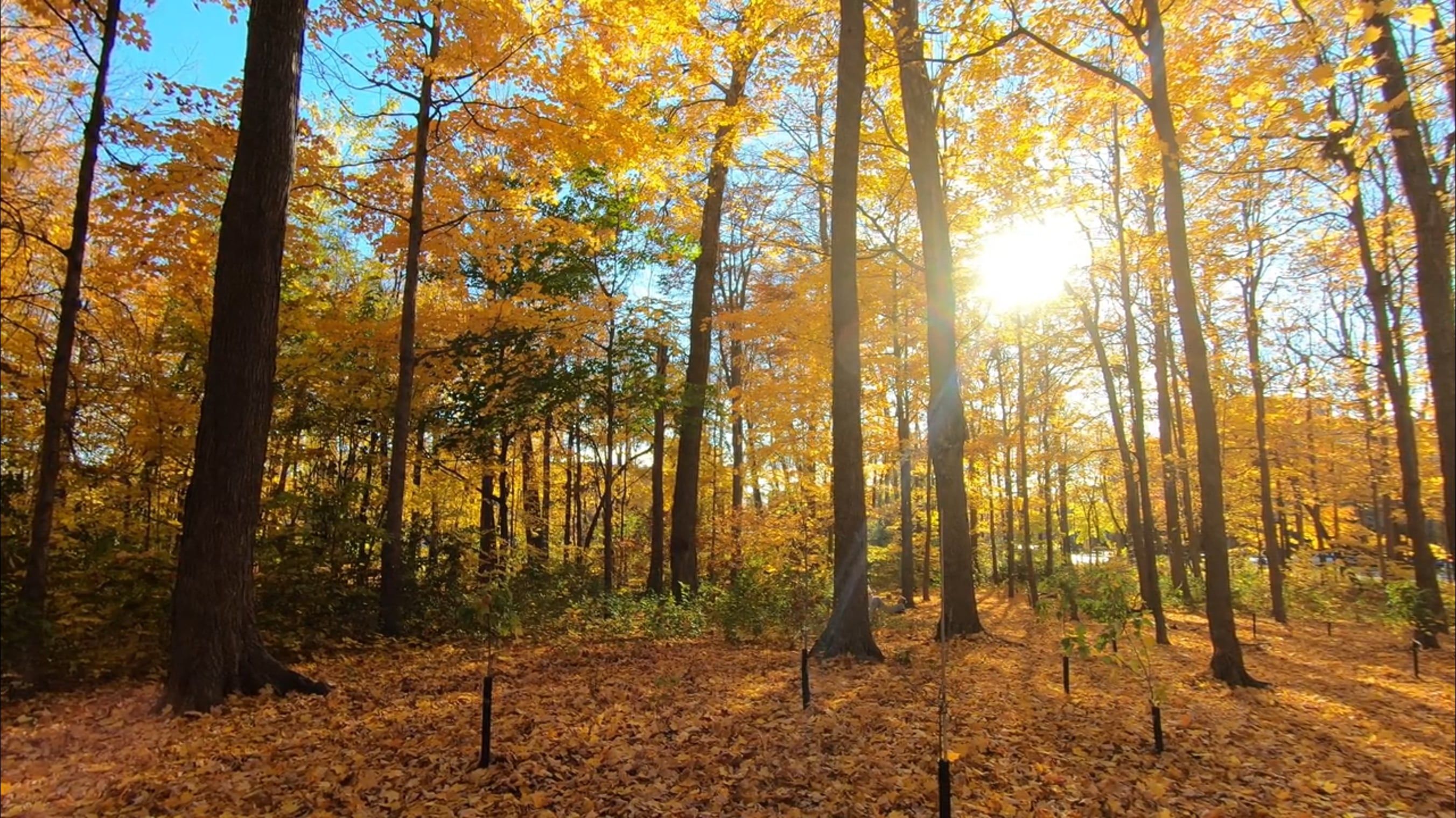 Sun Behind Trees Free Stock Video Footage, Royalty-Free 4K & HD Video Clip