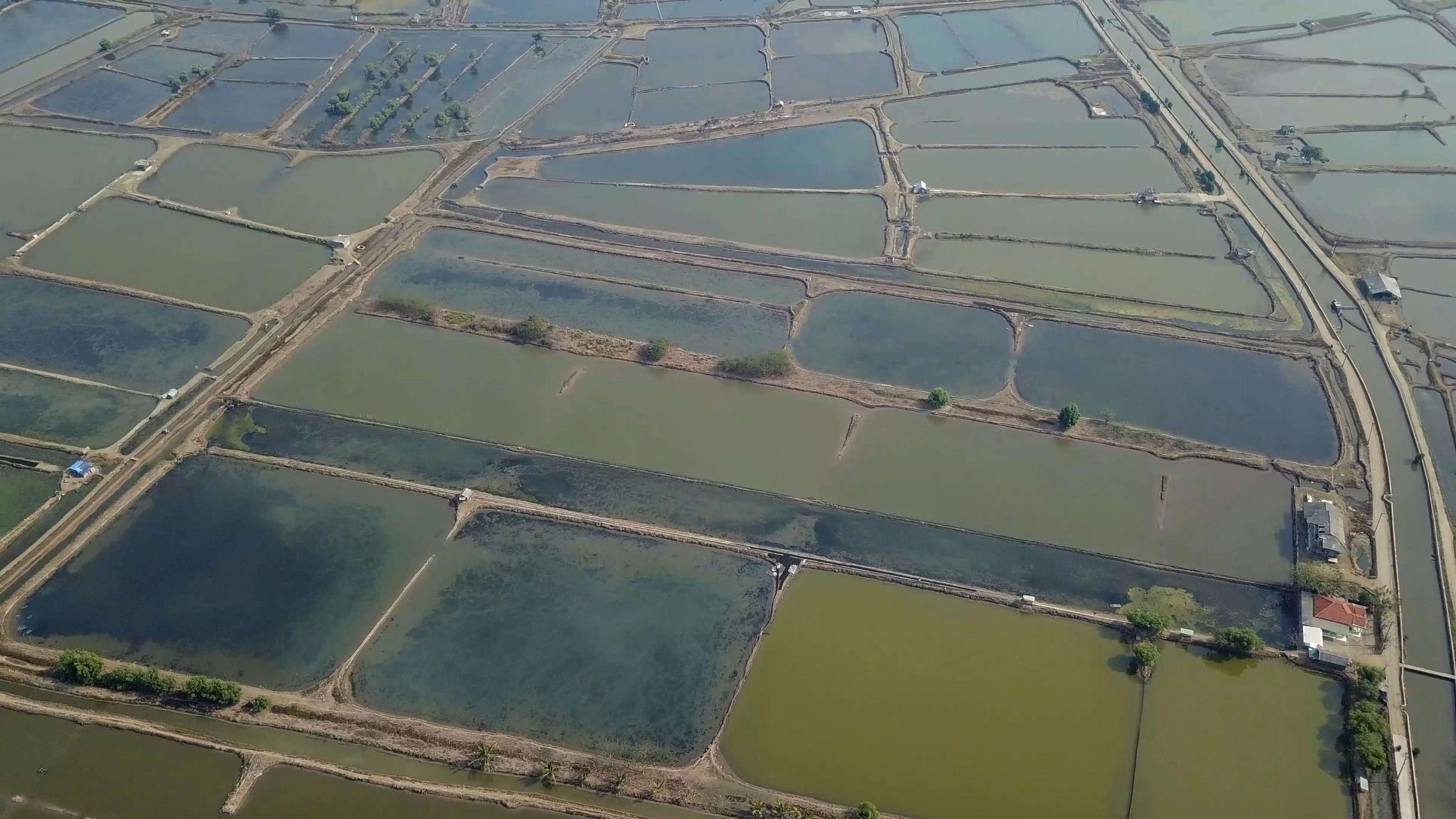 Rice Plant Zoom View Videos, Download The BEST Free 4k Stock Video ...