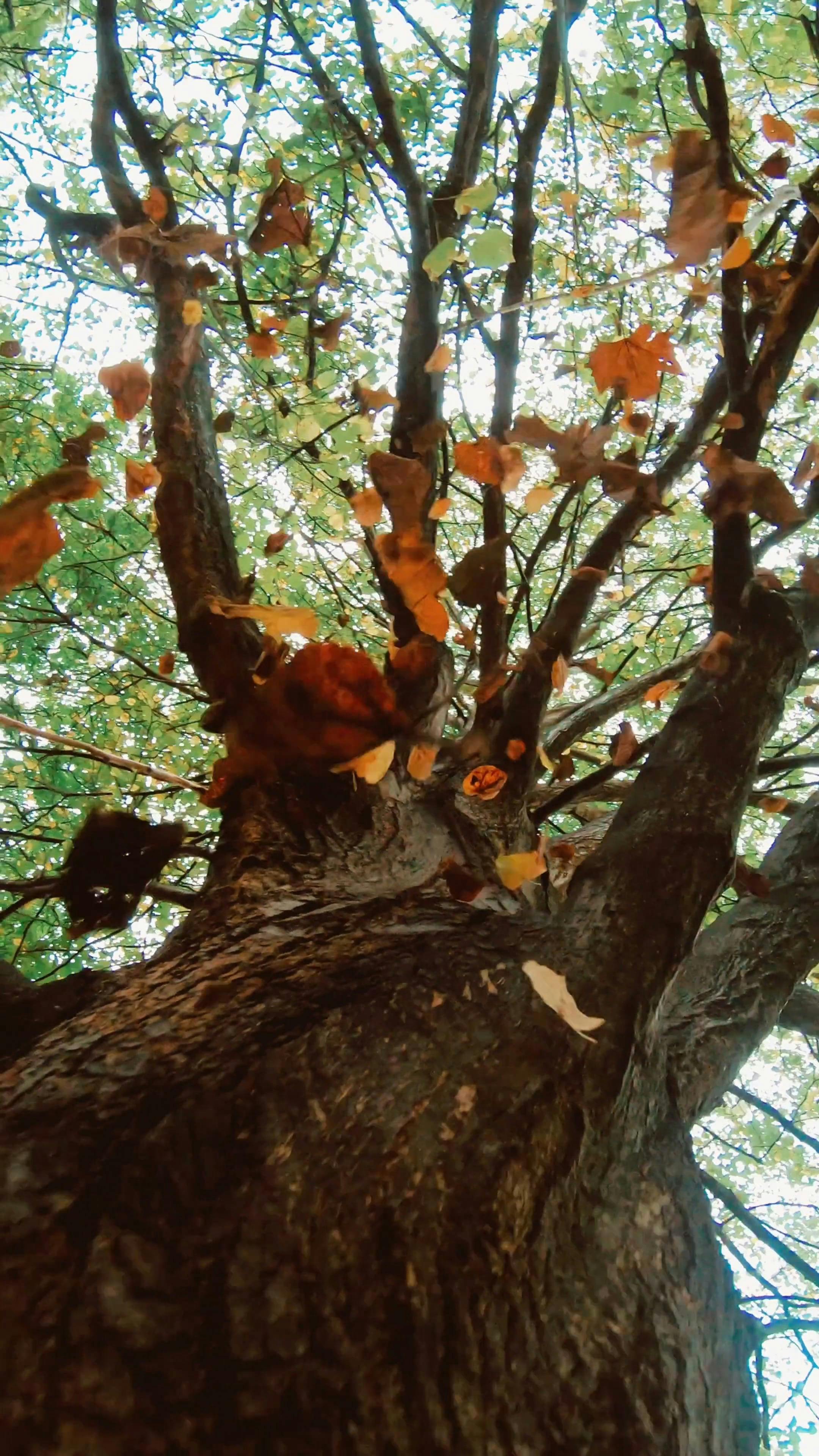 Leaves Falling Down from Tree Free Stock Video Footage, Royalty-Free 4K & HD Video Clip