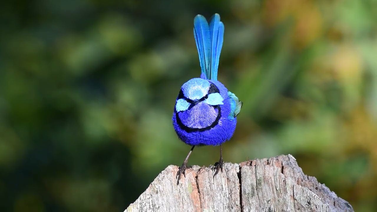 Splendid Fairywren Videos, Download The BEST Free 4k Stock Video ...