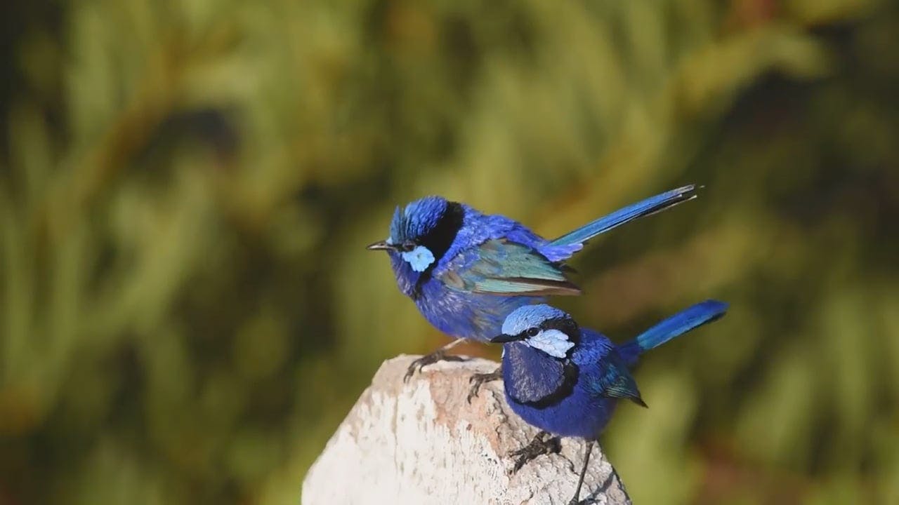 Close up of Splendid Fairywren Free Stock Video Footage, Royalty-Free ...