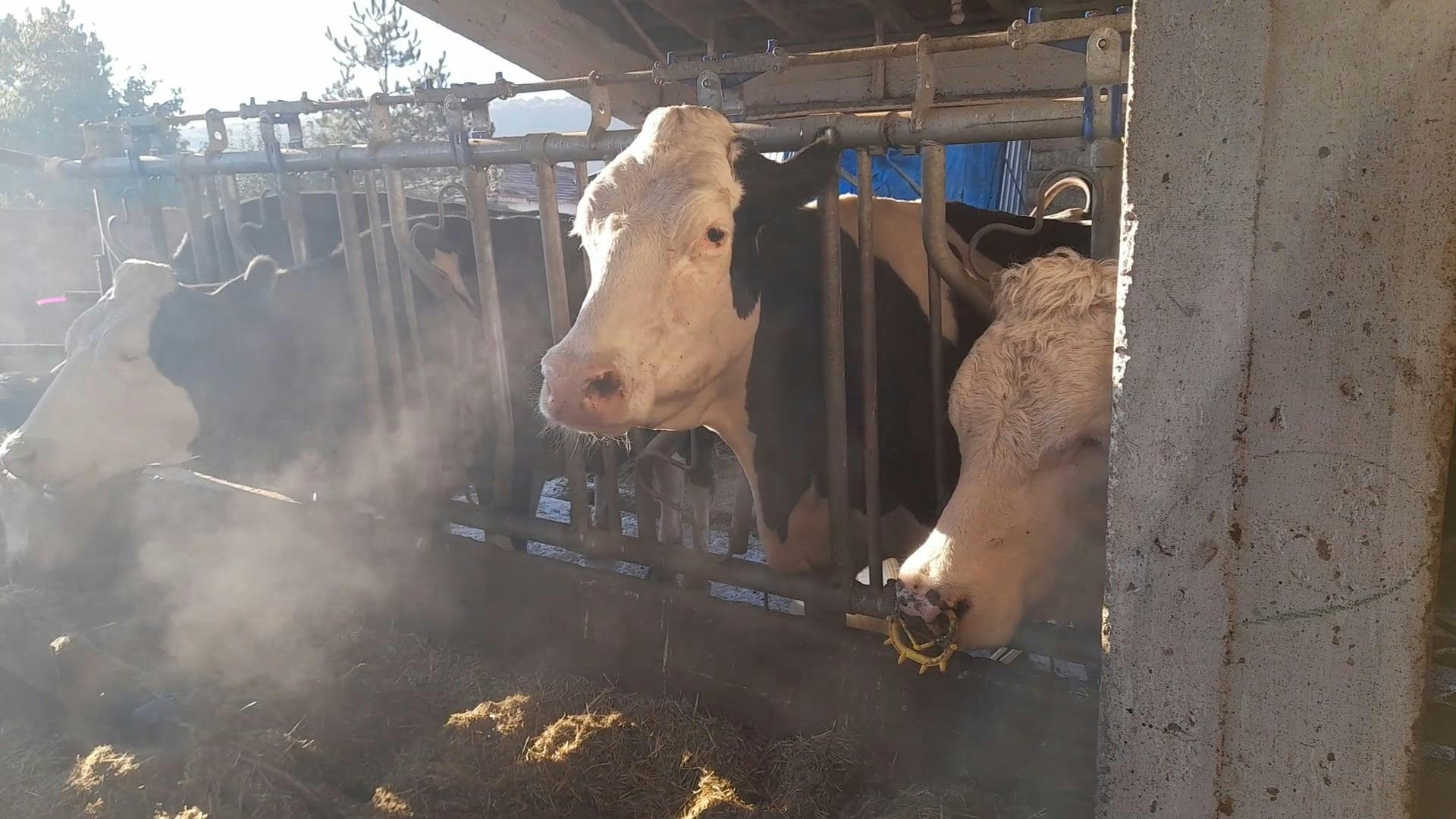 Cows Breathing in Cold Free Stock Video Footage, Royalty-Free 4K & HD ...