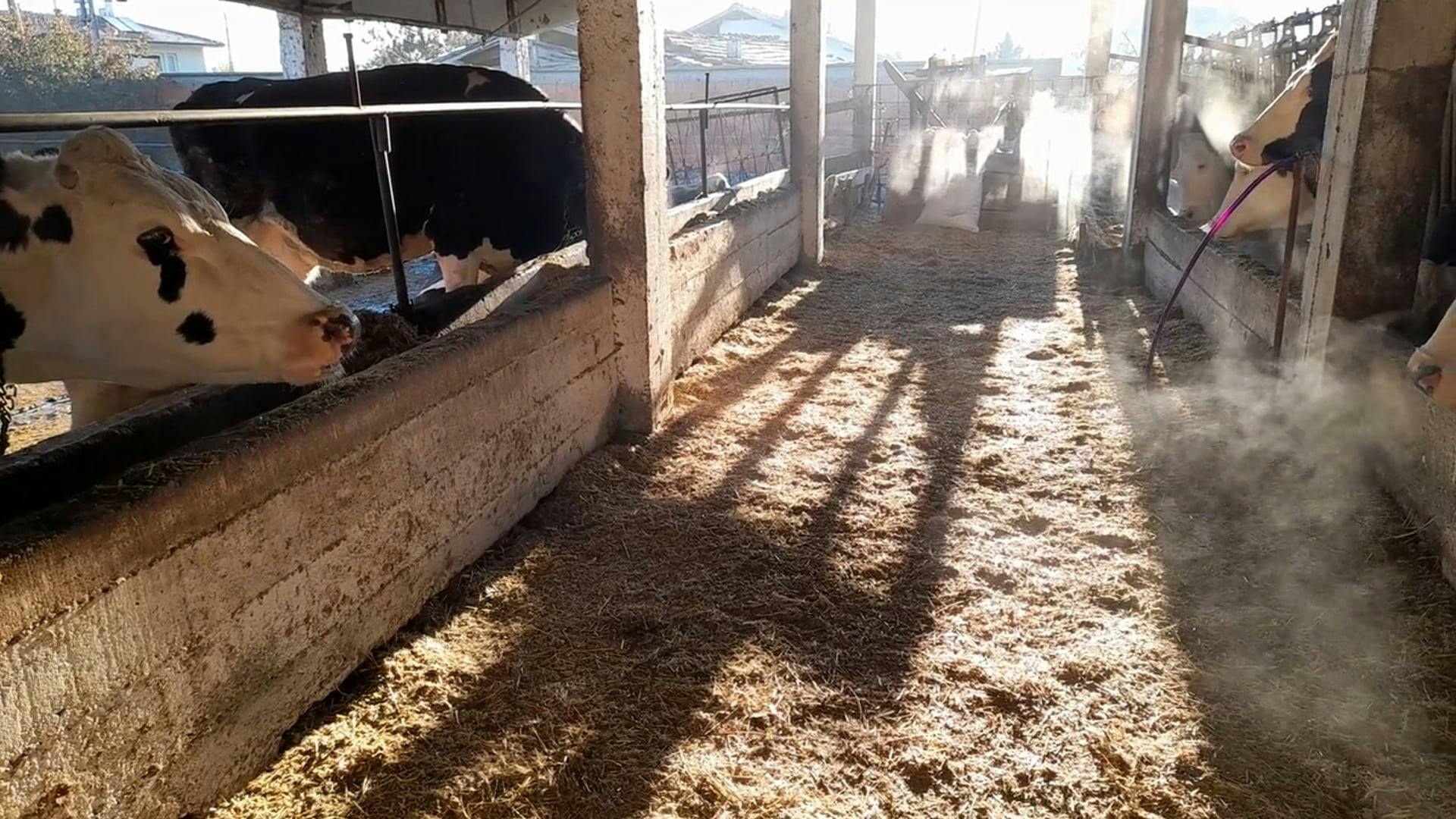 Steam from Cows Breathing in Cold Free Stock Video Footage, Royalty ...