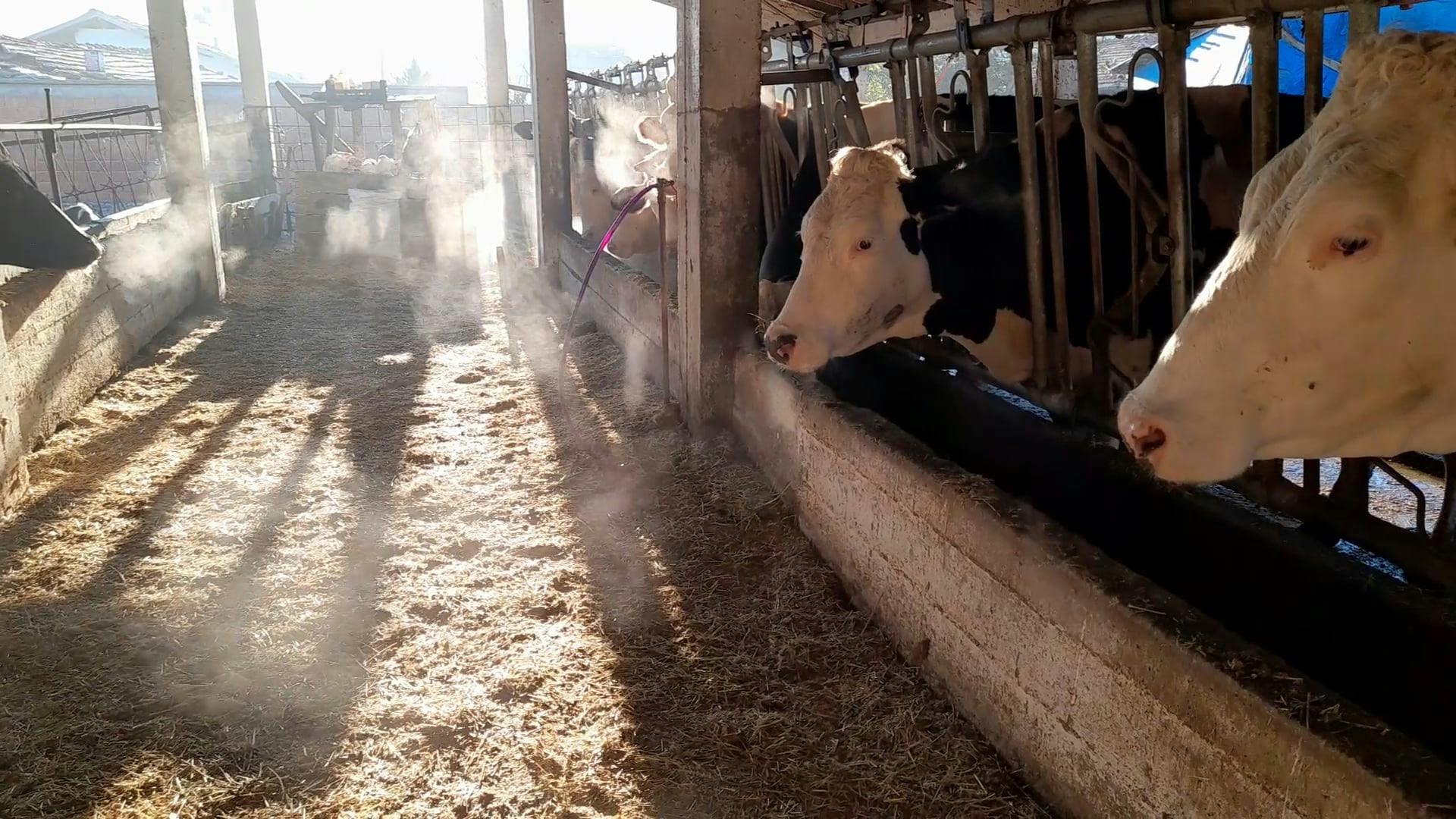 Cows are being fed in a barn with steam coming out of the water Free ...