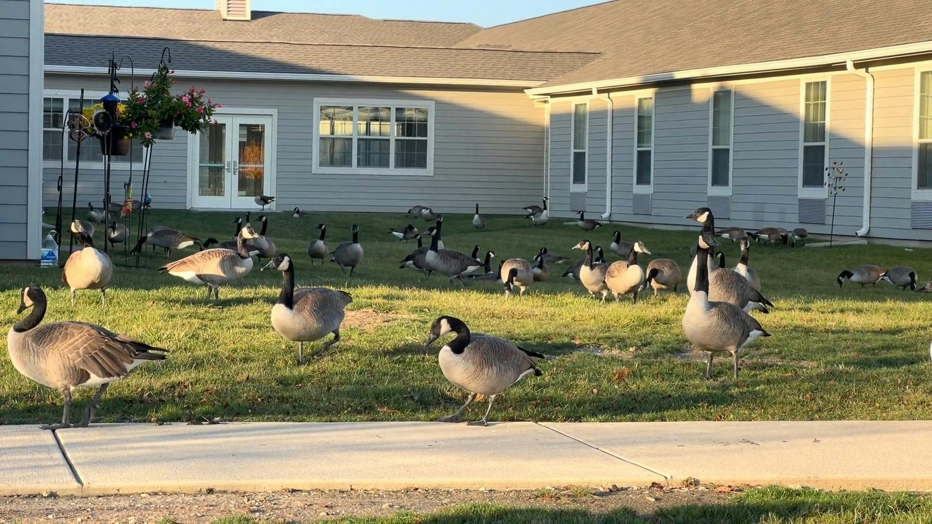 Canadian Geese Outside a Building Free Stock Video Footage, Royalty ...