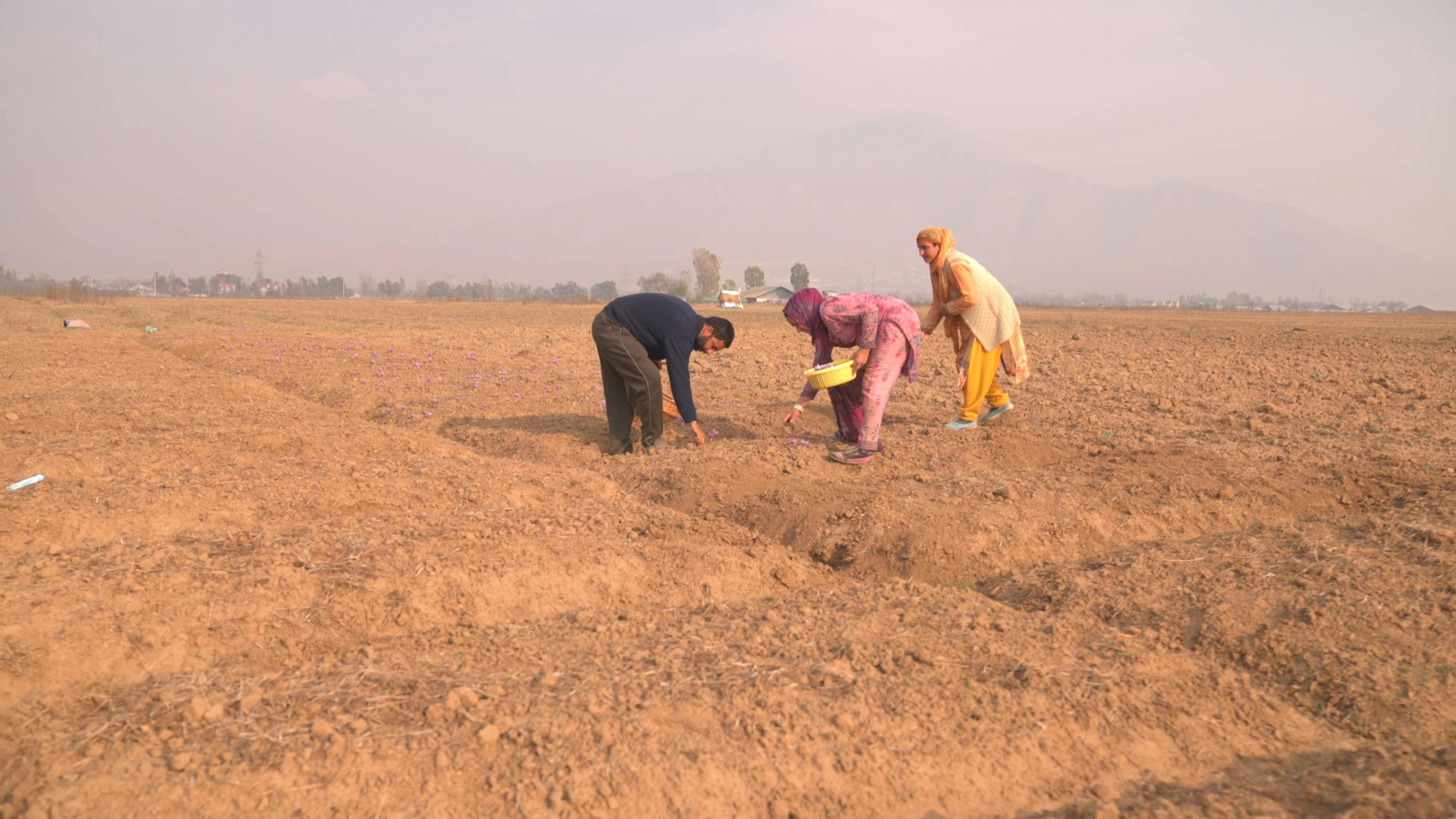 Farm Workers Picking Saffron in a Field Free Stock Video Footage ...