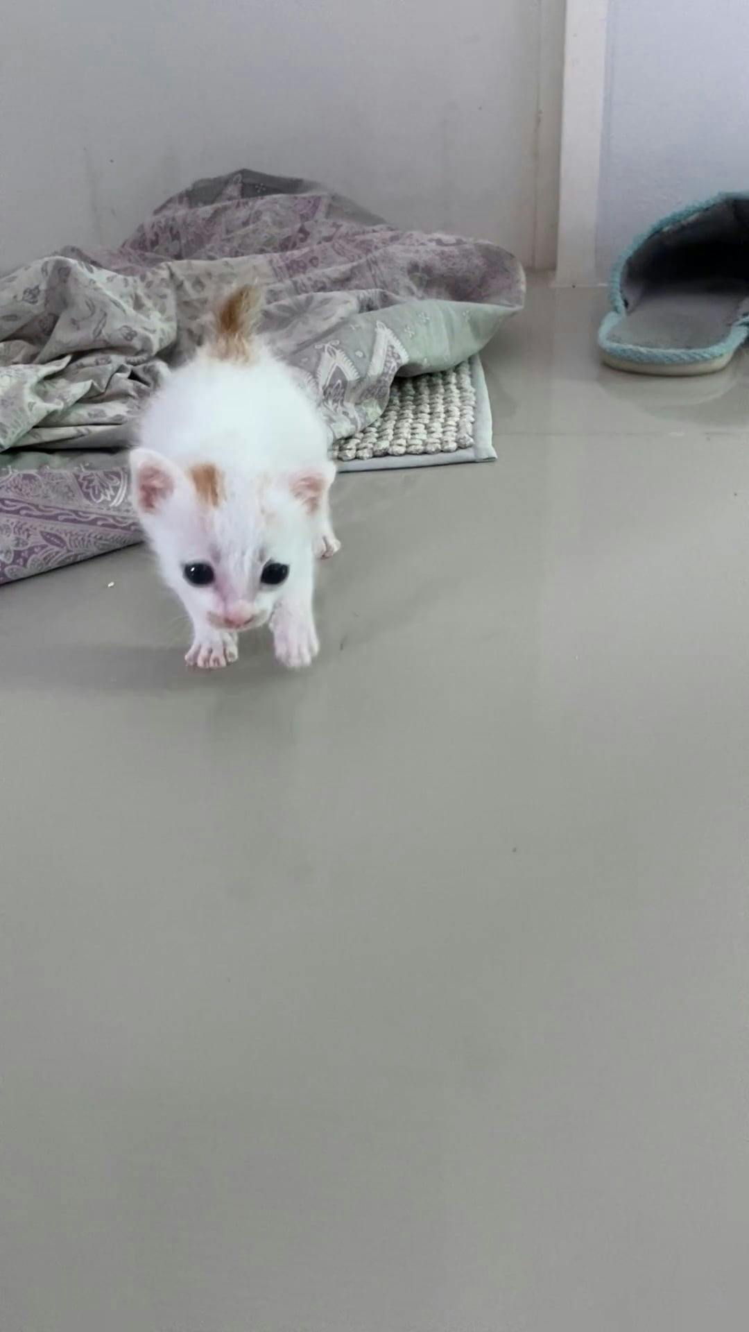 Cat Reaching and Playing with a Hanged Carton Free Stock Video Footage ...
