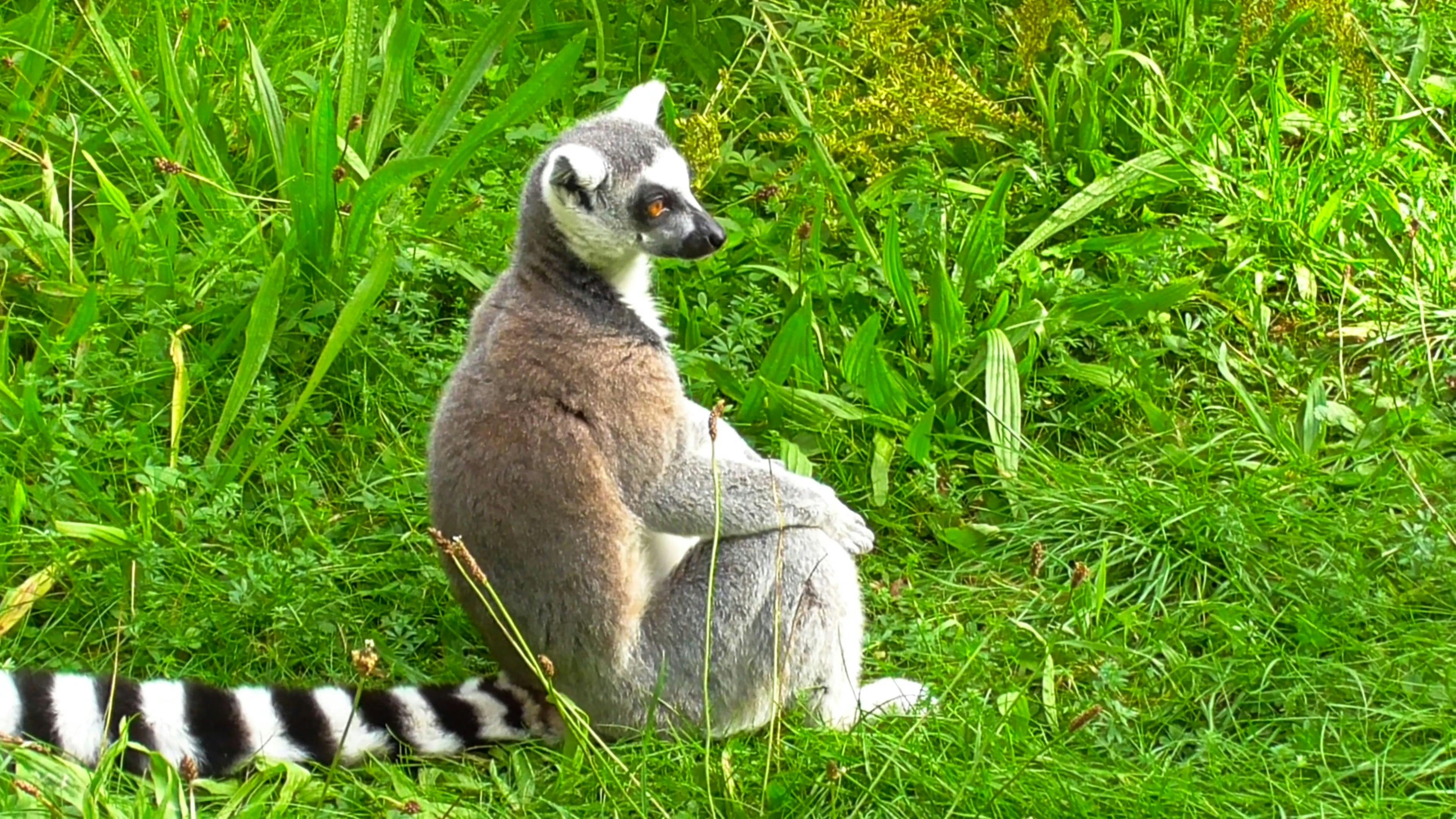 Ring-Tailed Lemur Sitting on Green Grass Free Stock Video Footage ...