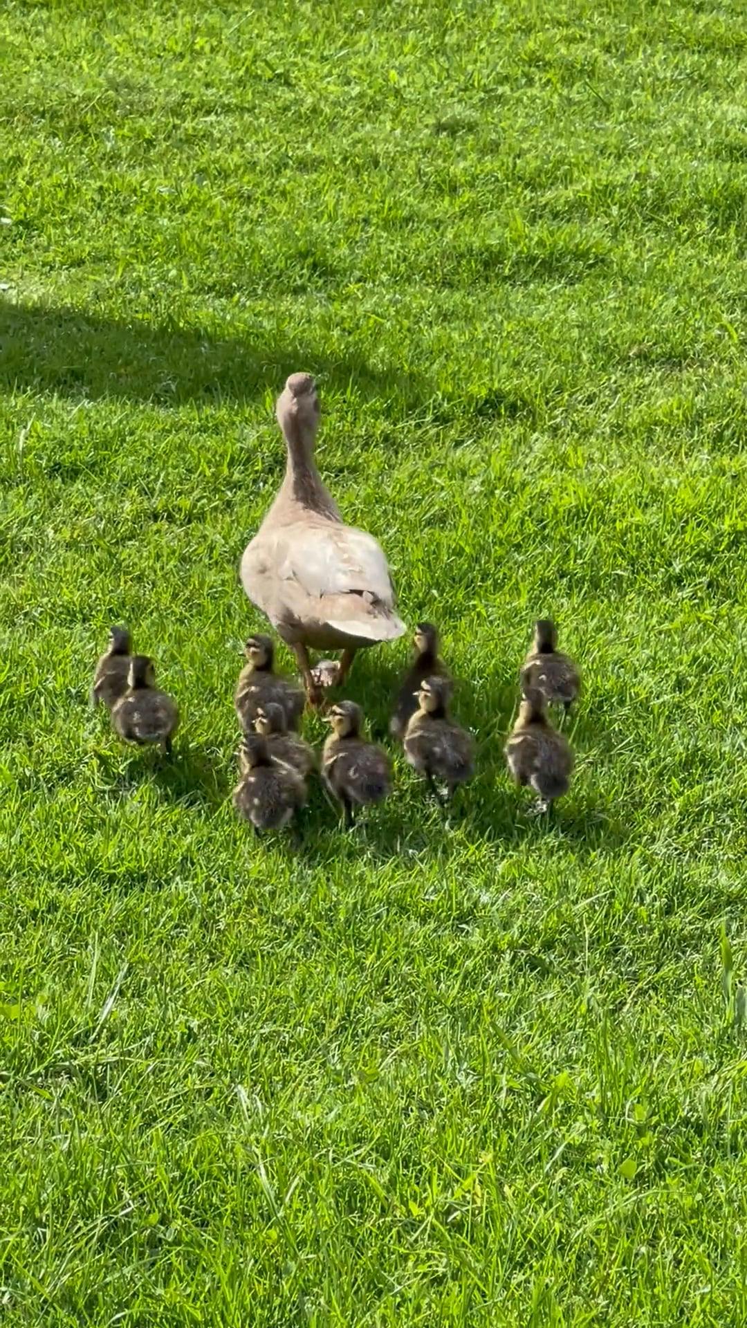Back View of a Mother Duck and its Ducklings Walking on Green Grass ...