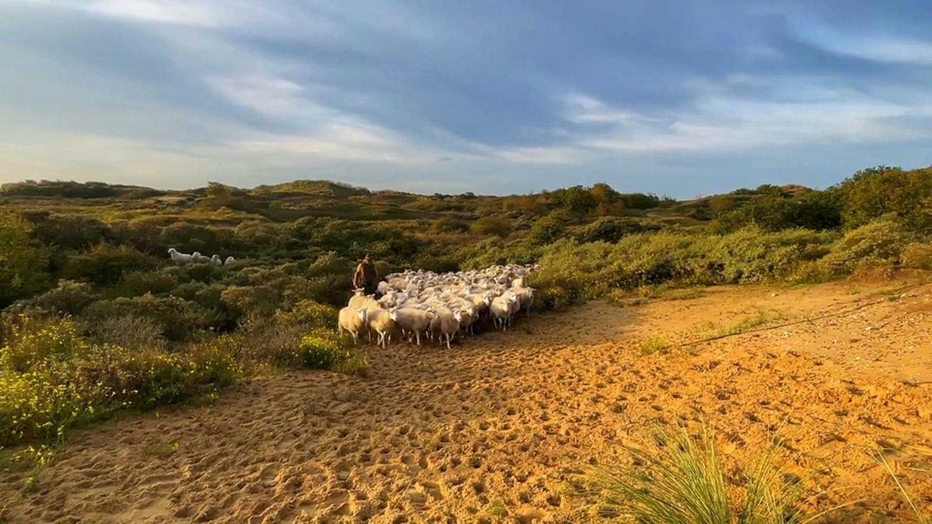 Shepherd Walking with Flock of Sheep Free Stock Video Footage, Royalty ...