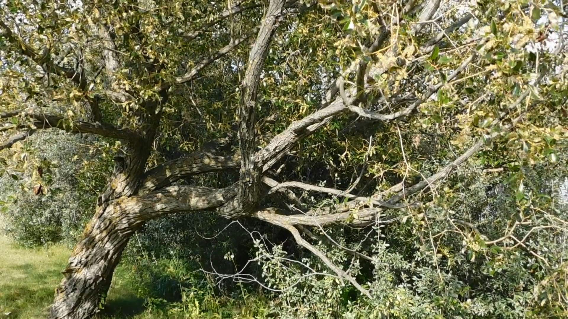 Video Of Tree · Free Stock Video