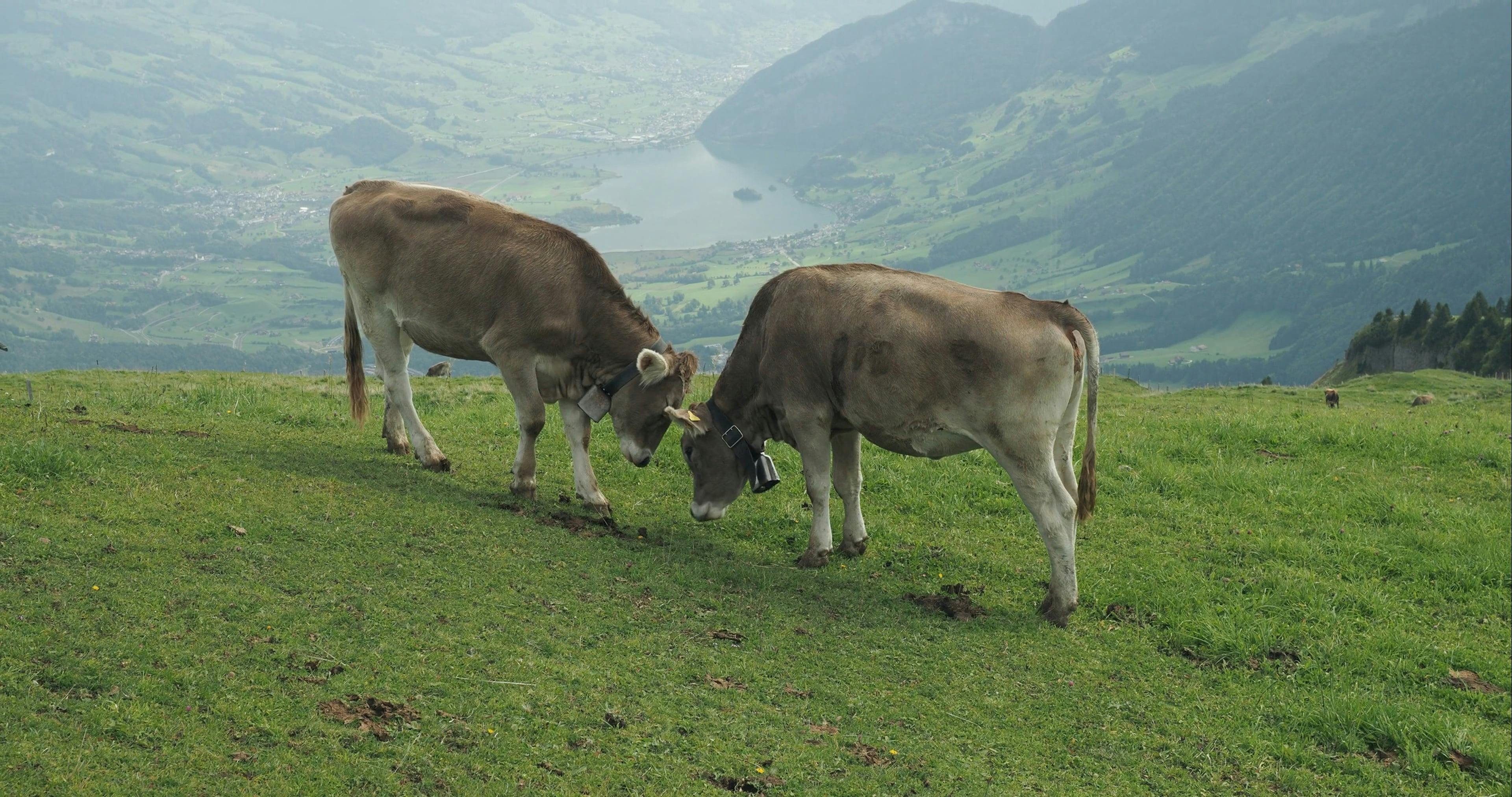 Vídeo profissional gratuito de agricultura, alpes suíços, amigo do ...