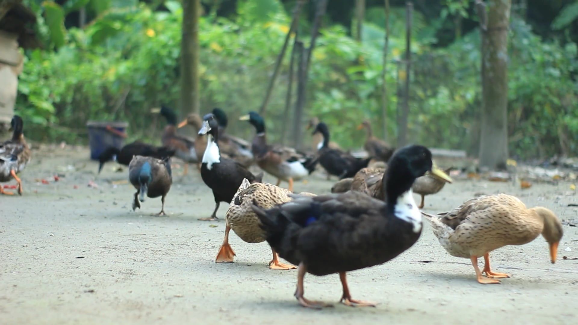 Ducks are walking together Free Stock Video Footage, Royalty-Free 4K ...
