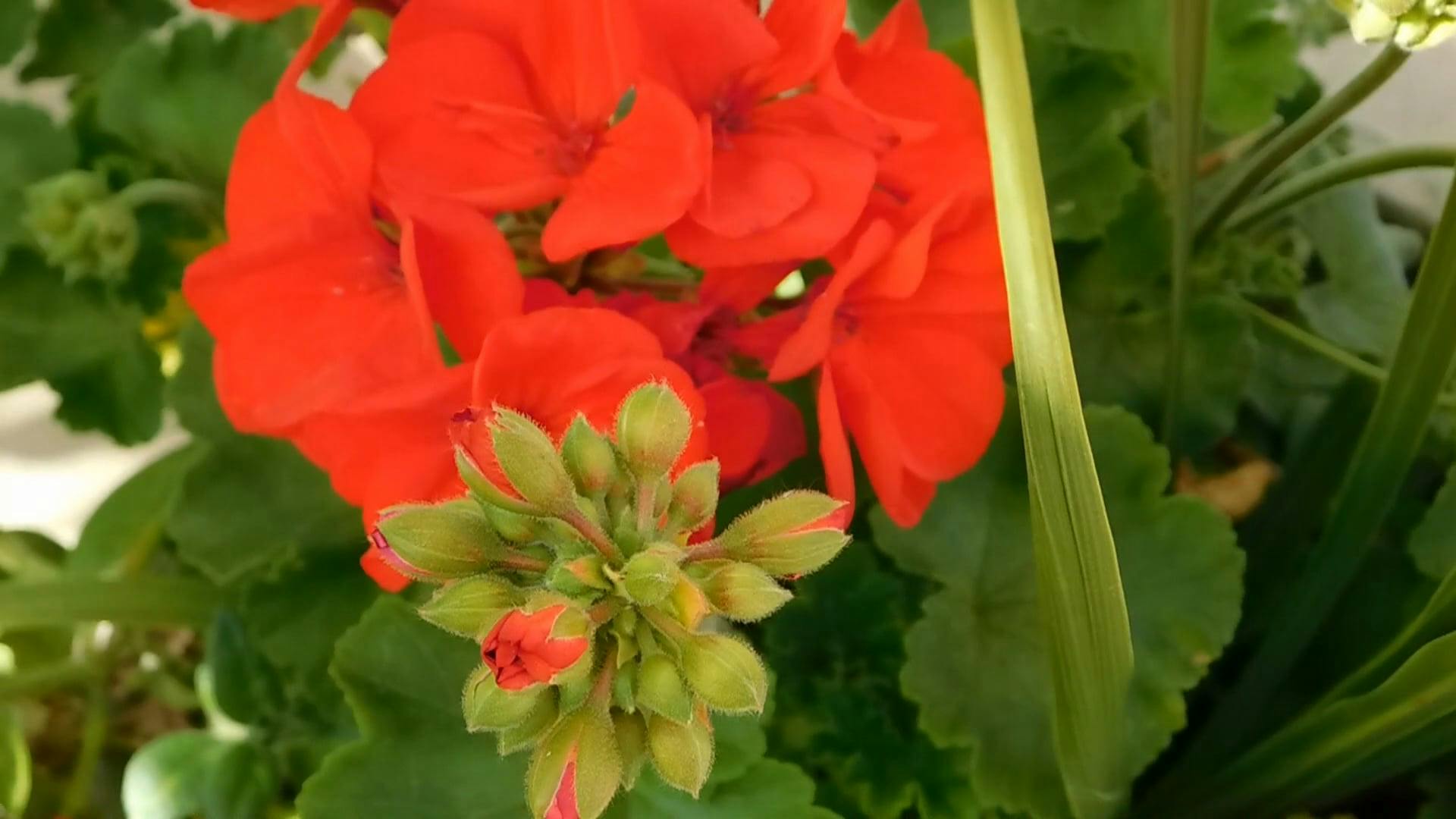 Beautiful Red Flowers In Summer · Free Stock Video