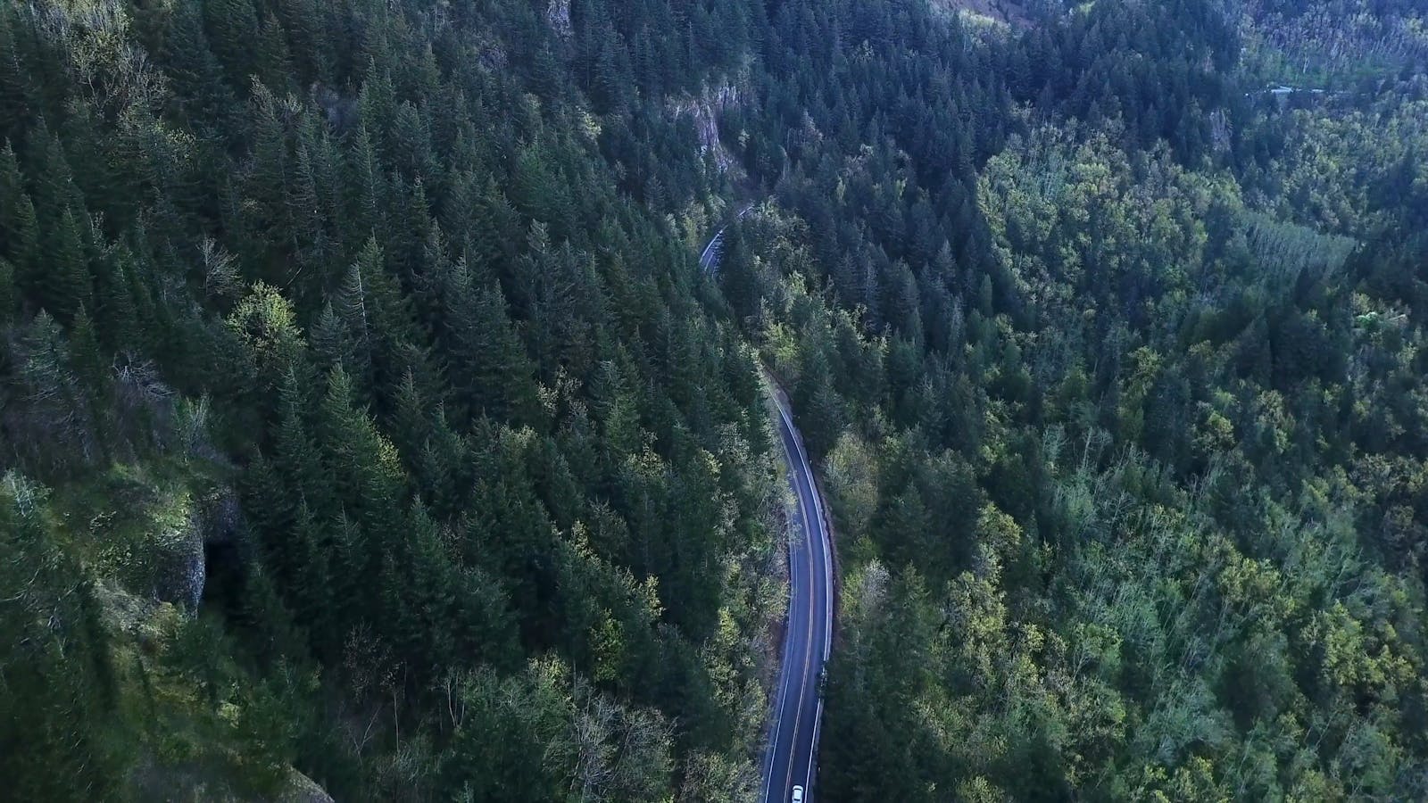 Forest Videos, Download The BEST Free 4k Stock Video Footage & Forest ...