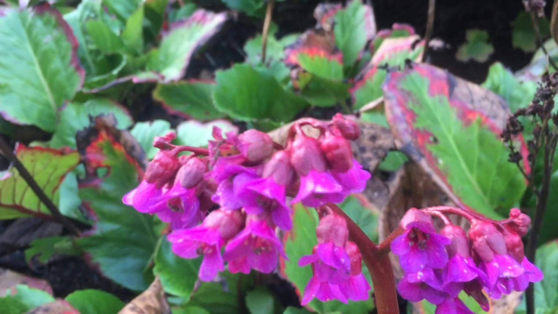 Video Of Flower Blooming Free Stock Video Footage, Royalty-Free 4K & HD ...