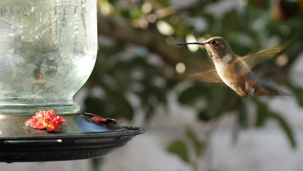 Hummingbird Videos, Download The BEST Free 4k Stock Video Footage ...