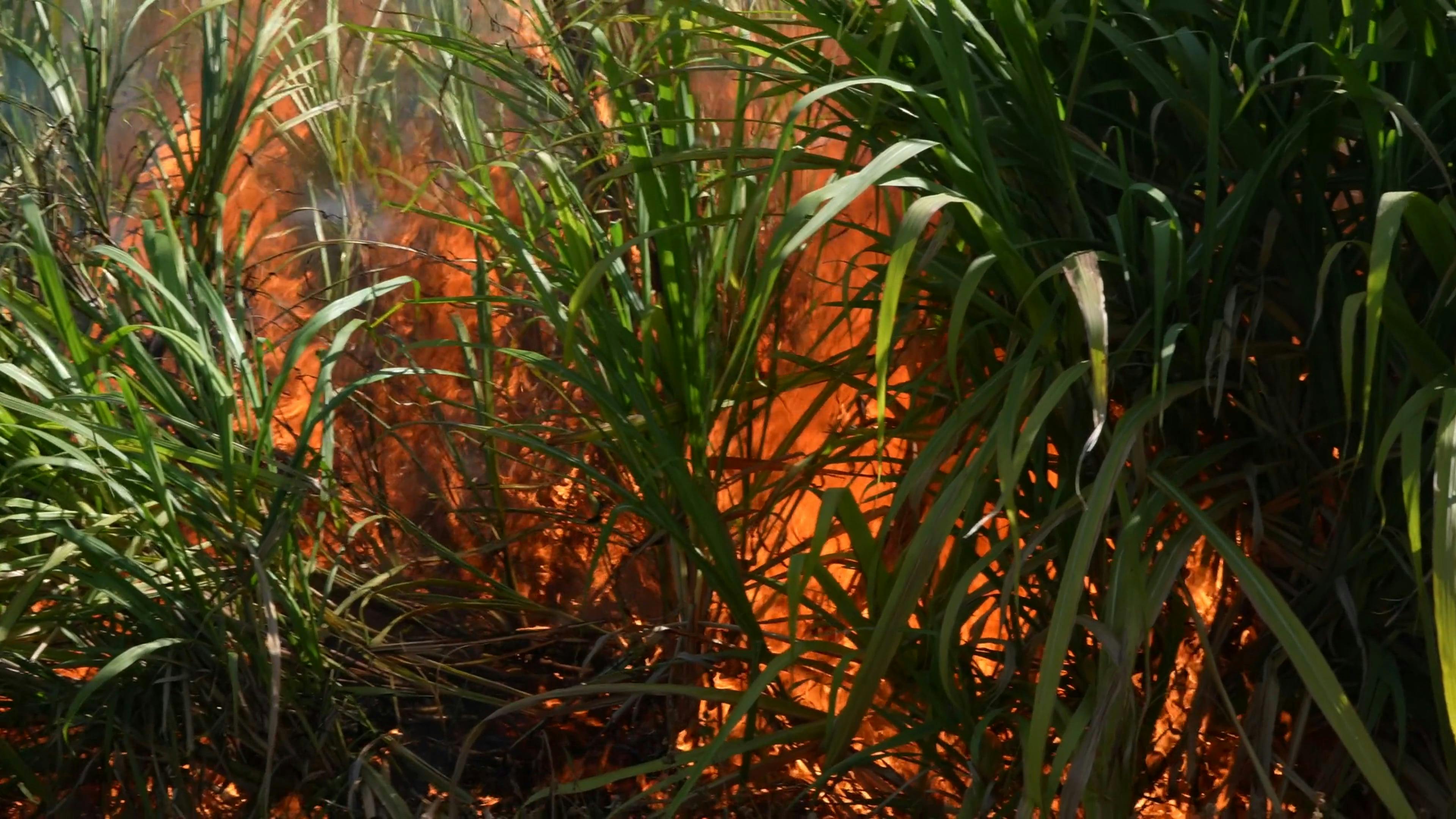 Sugar cane fire Free Stock Video Footage, Royalty-Free 4K & HD Video Clip