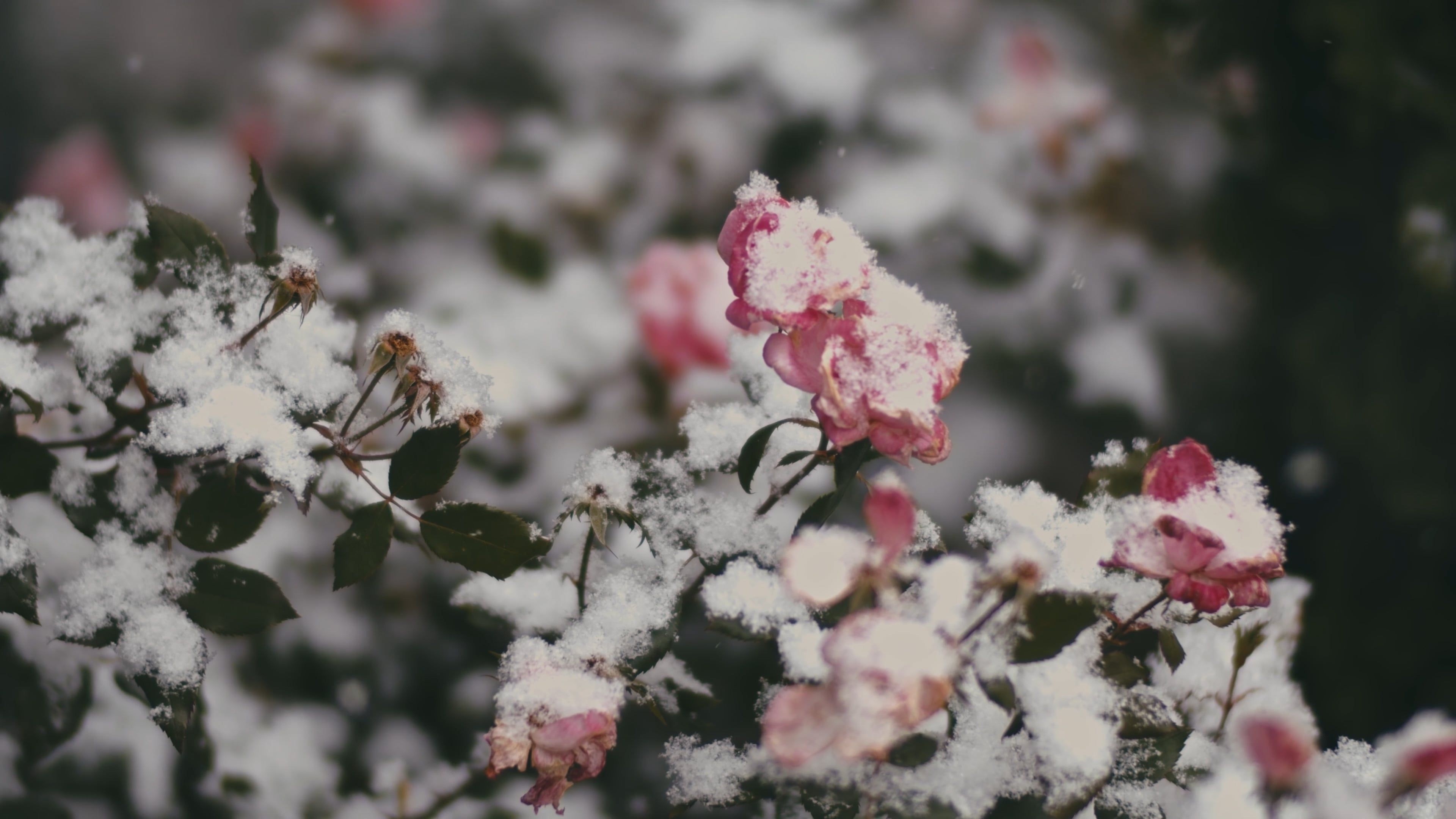 Beautiful Snow-Covered Roses in Winter Garden Free Stock Video Footage ...