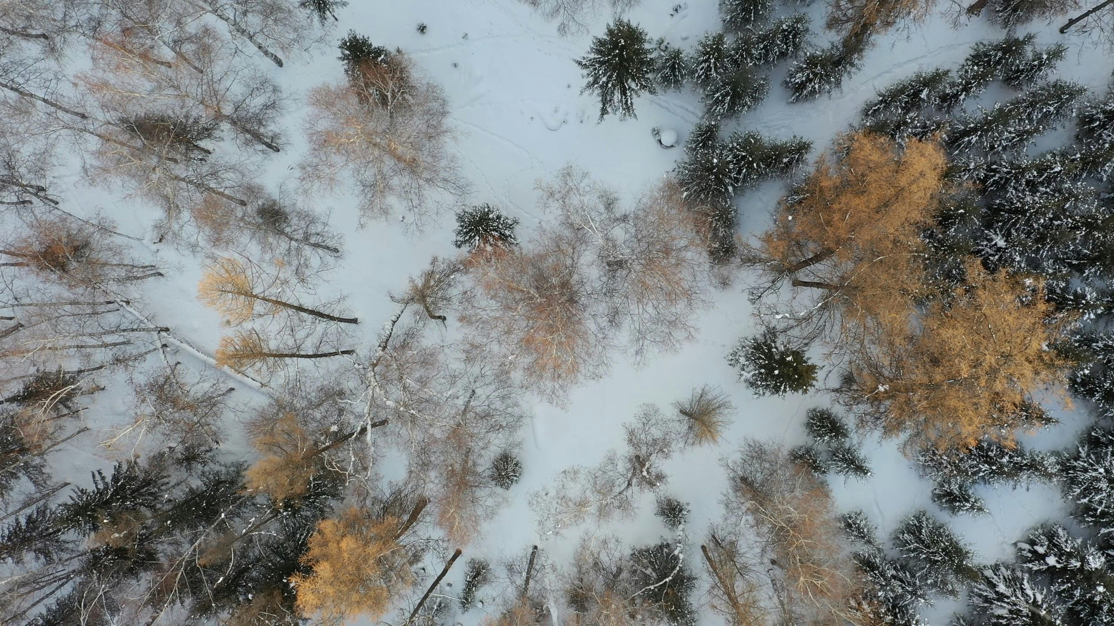 Rotating View of Forest in Winter Free Stock Video Footage, Royalty ...
