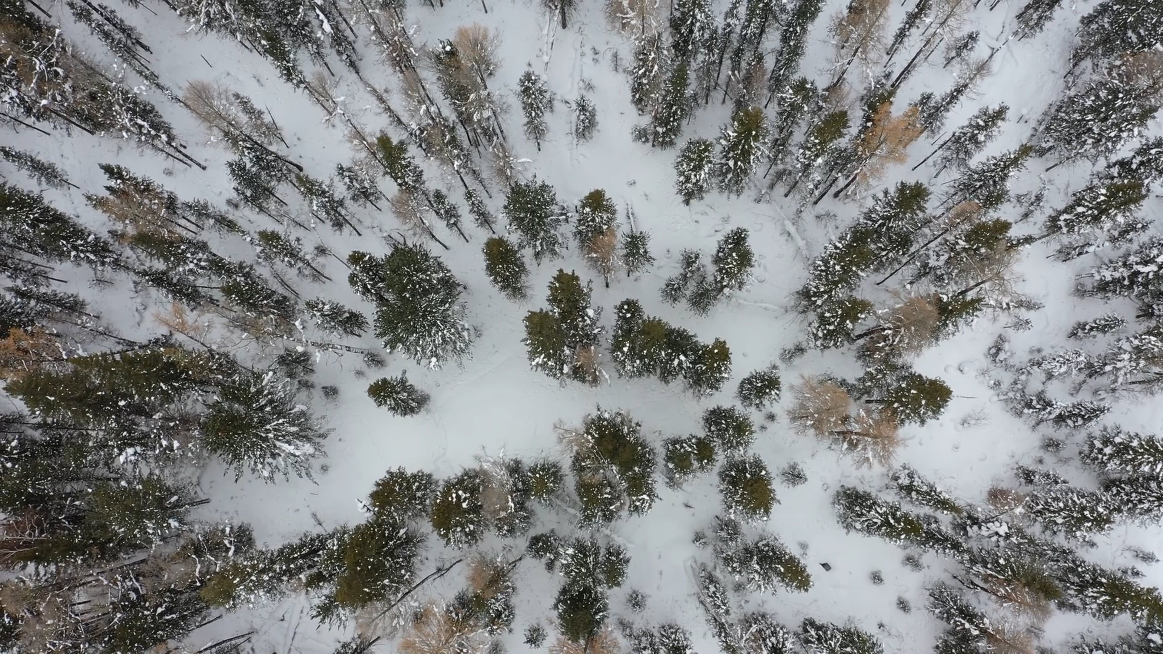 Snow in Forest in Overhead View Free Stock Video Footage, Royalty-Free ...