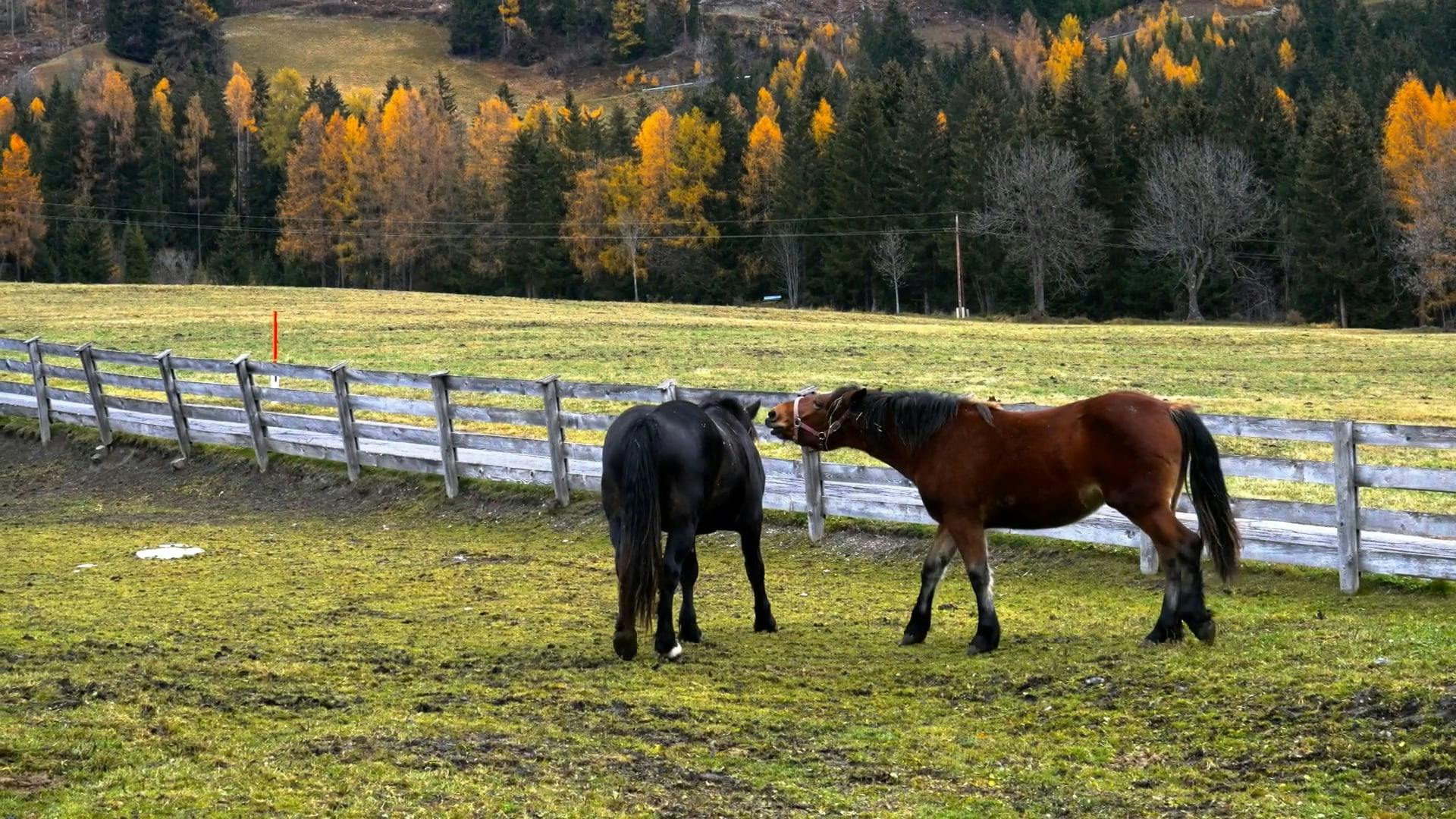 Autumn Horses Videos, Download The BEST Free 4k Stock Video Footage ...