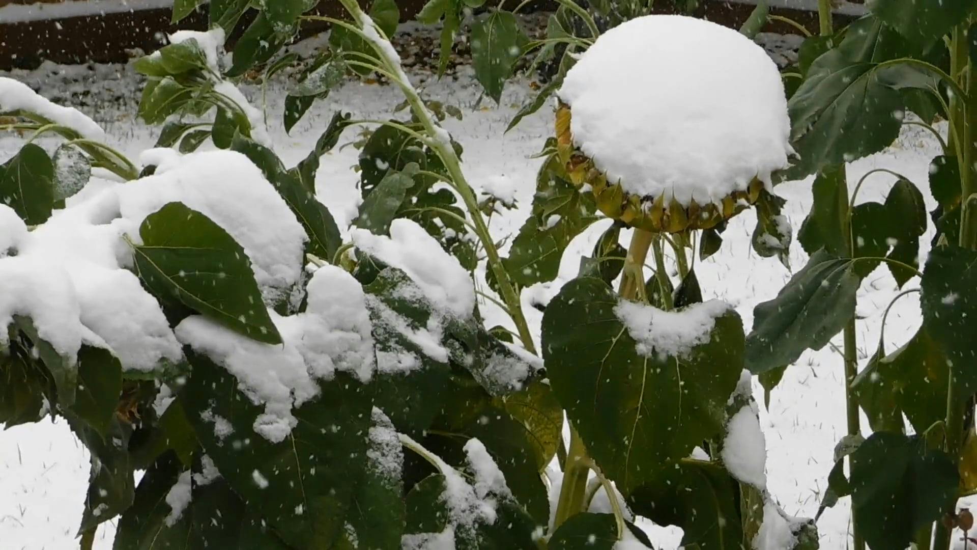 Snow Covered Flower · Free Stock Video