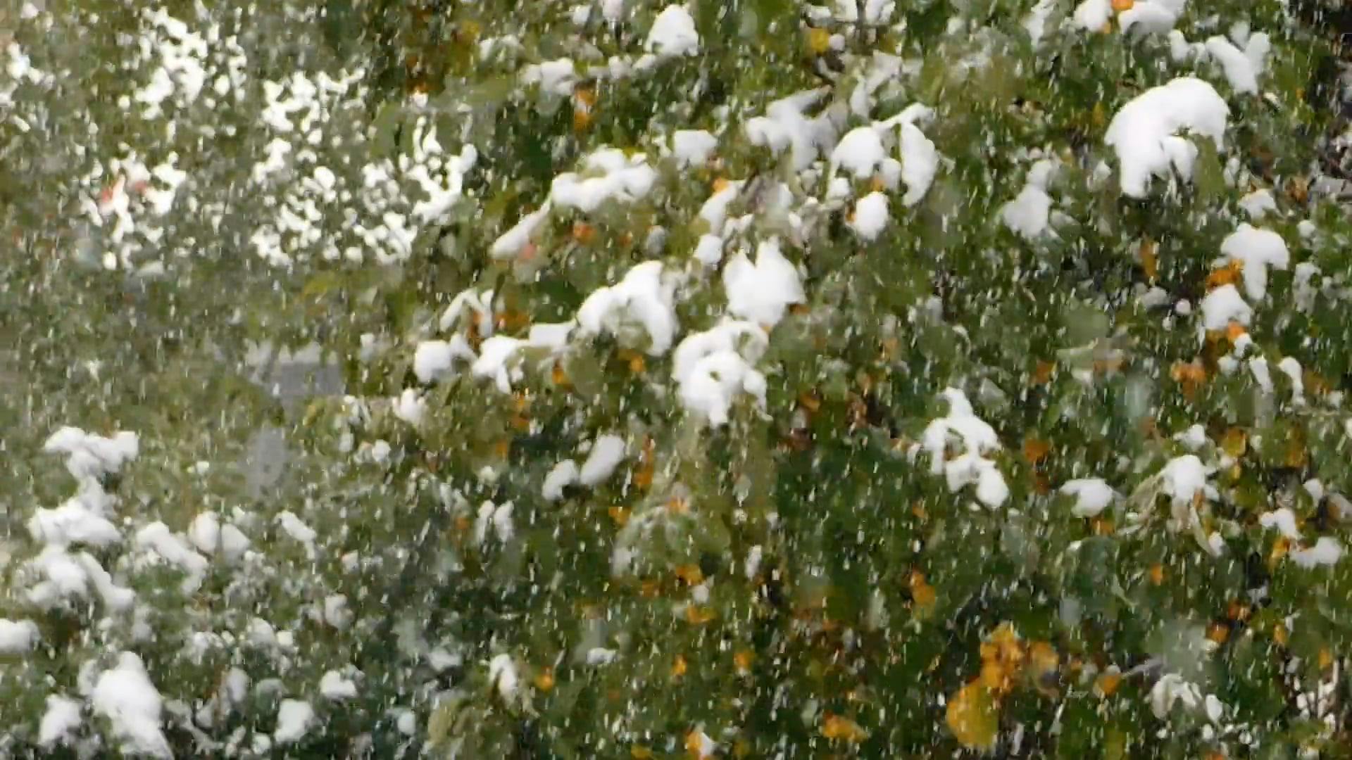 Snow Falling Video Free Stock Video Footage, Royalty-Free 4K & HD Video ...