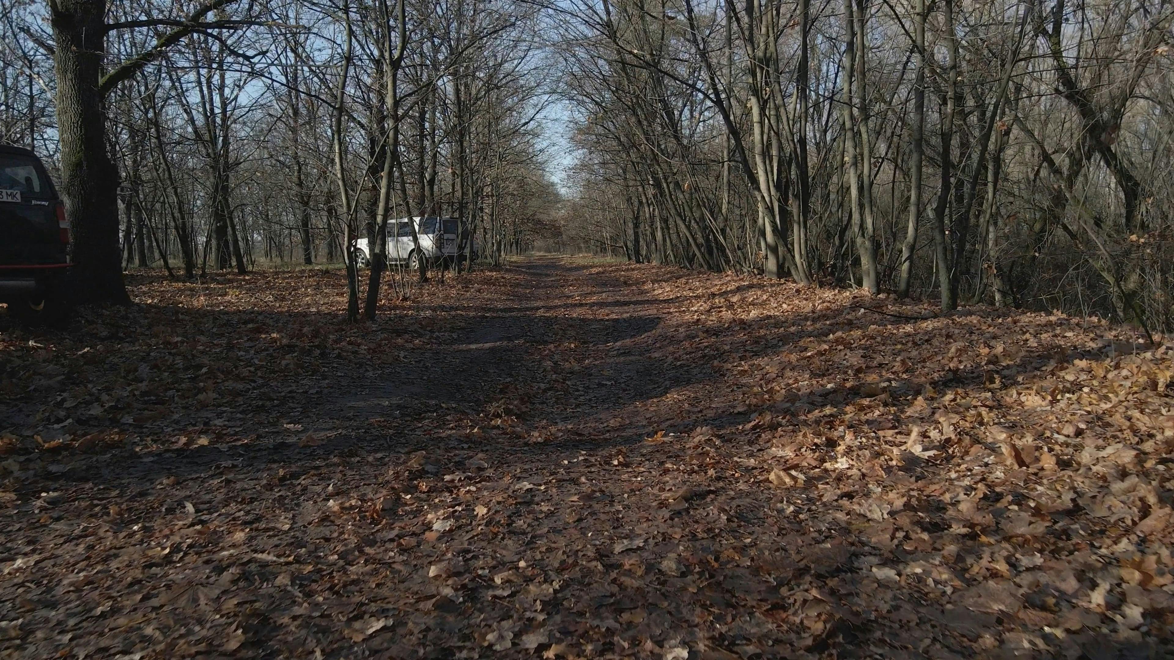 Driving through an Autumn Forest with Bare Trees Free Stock Video ...