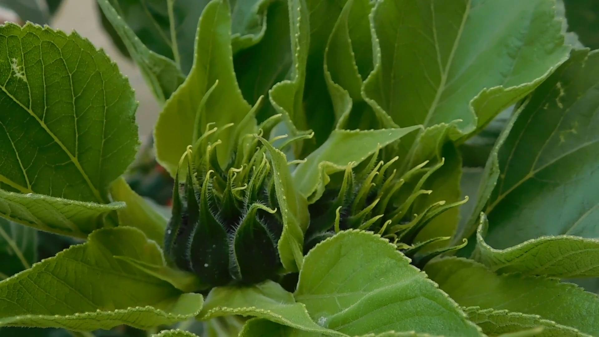 Close-Up Of Sunflower Bulbs · Free Stock Video