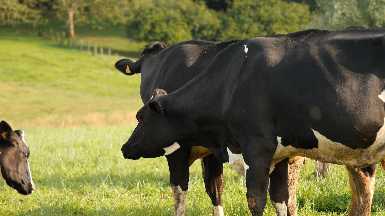 Group Of Cows Videos, Download The BEST Free 4k Stock Video Footage ...