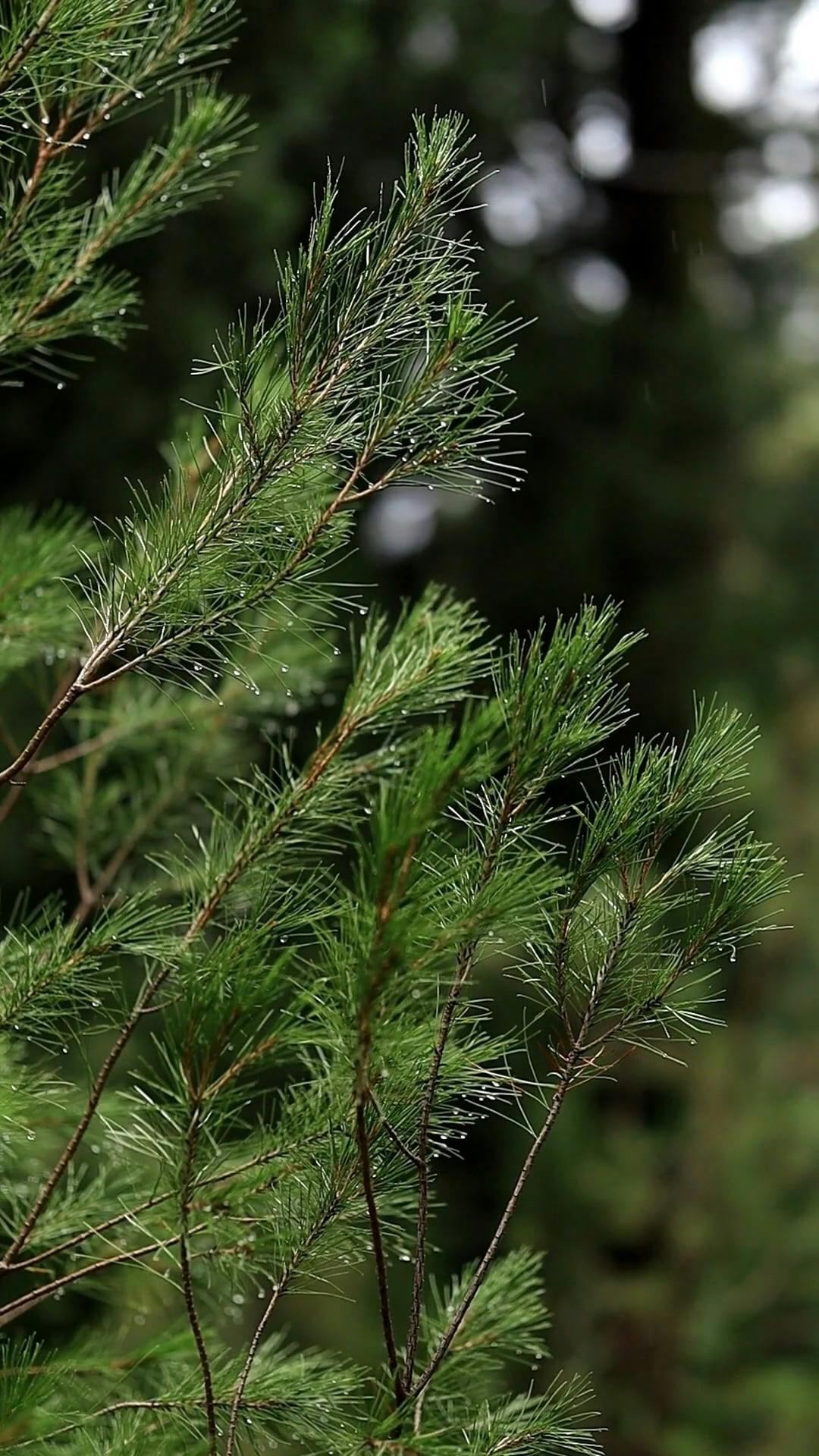 Tree Asmr Videos, Download The BEST Free 4k Stock Video Footage & Tree ...