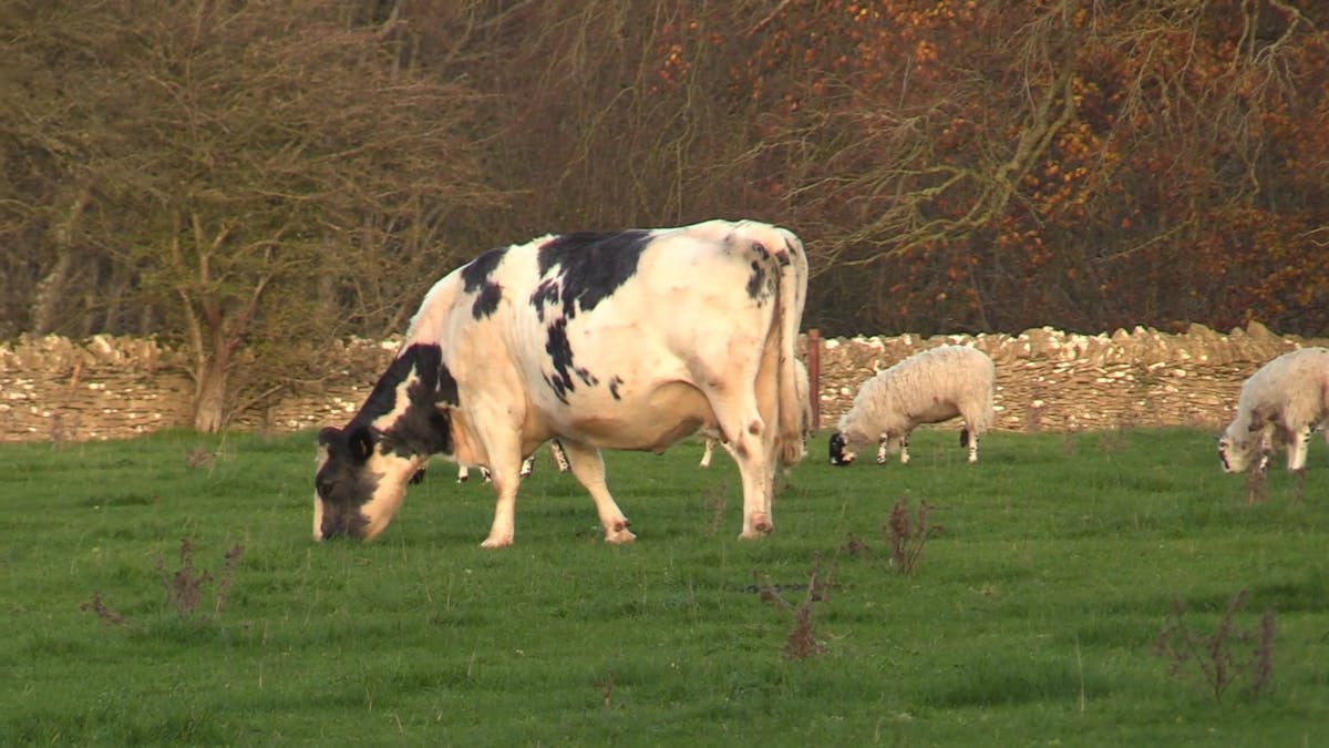 Cow And Sheep Videos, Download The BEST Free 4k Stock Video Footage ...