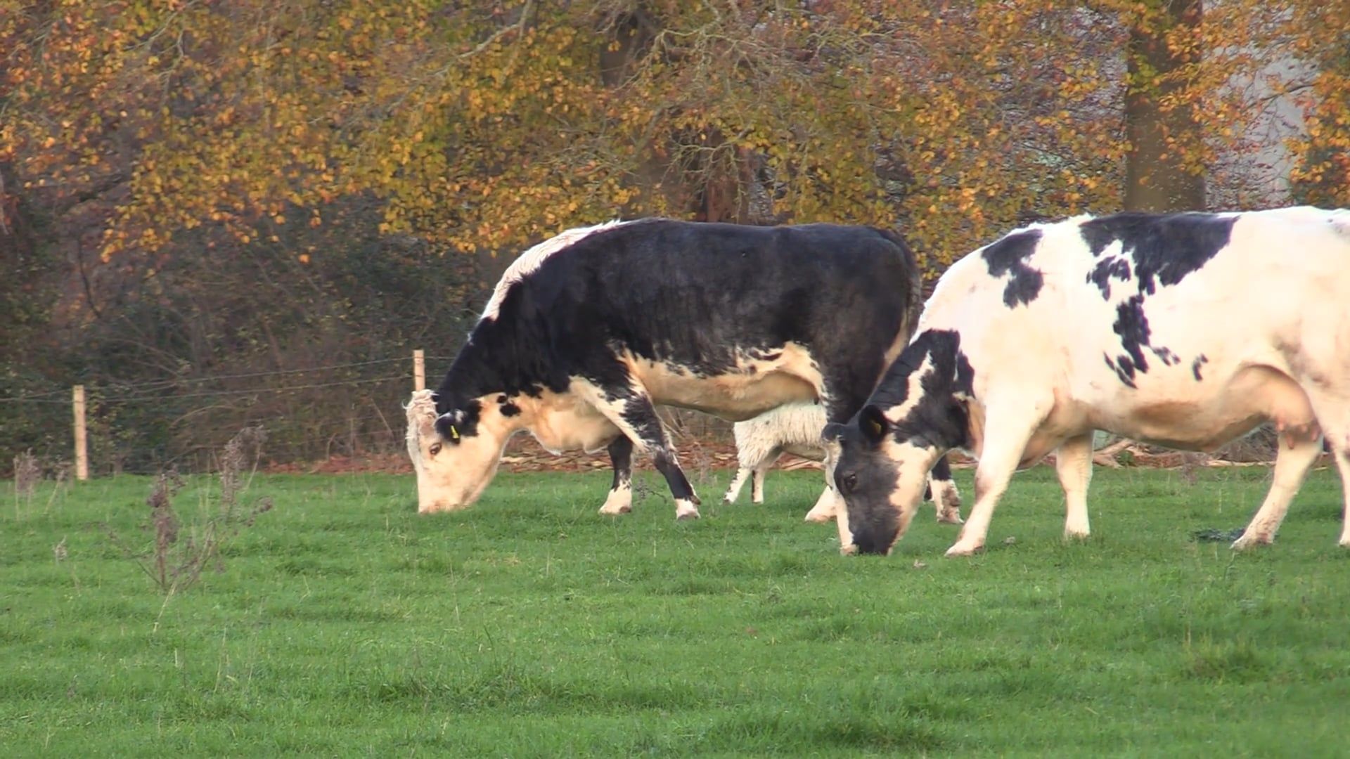 Cows Licking Each Other Affectionately Free Stock Video Footage ...