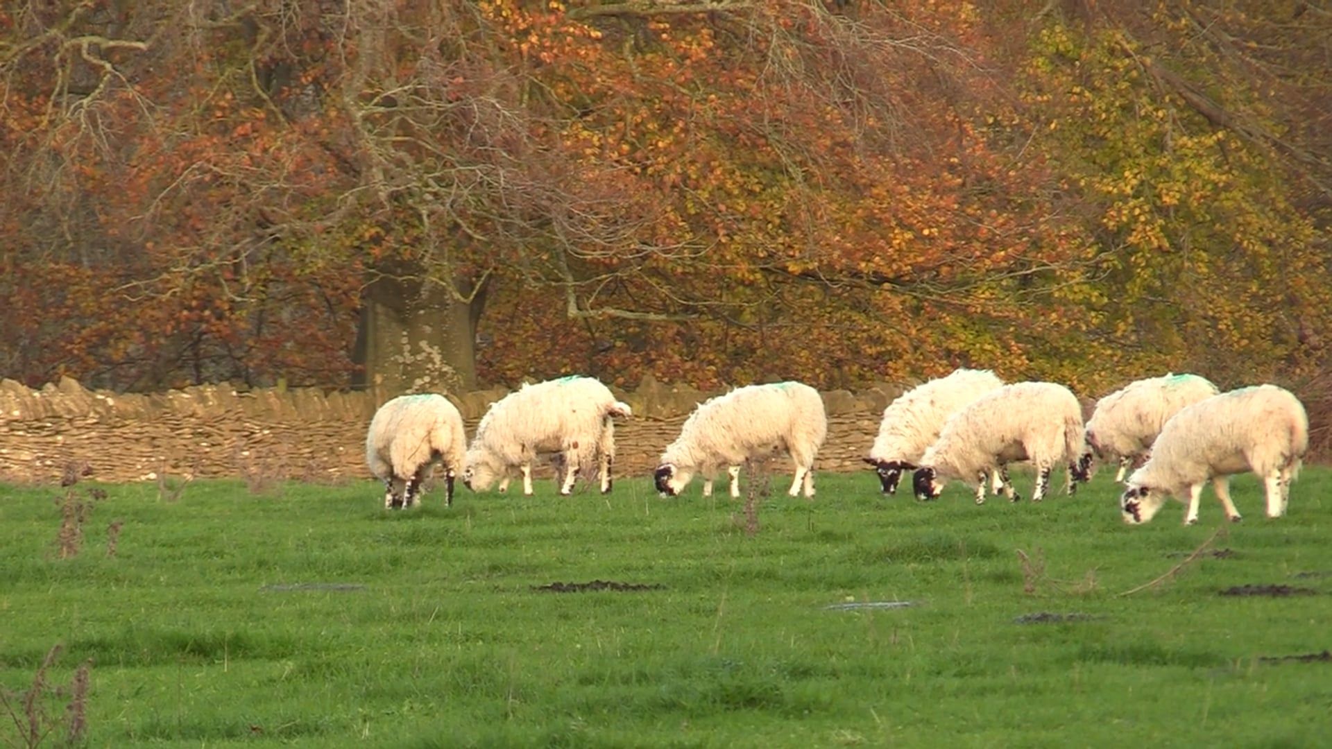 Sheep At A Farm Free Stock Video Footage, Royalty-Free 4K & HD Video Clip