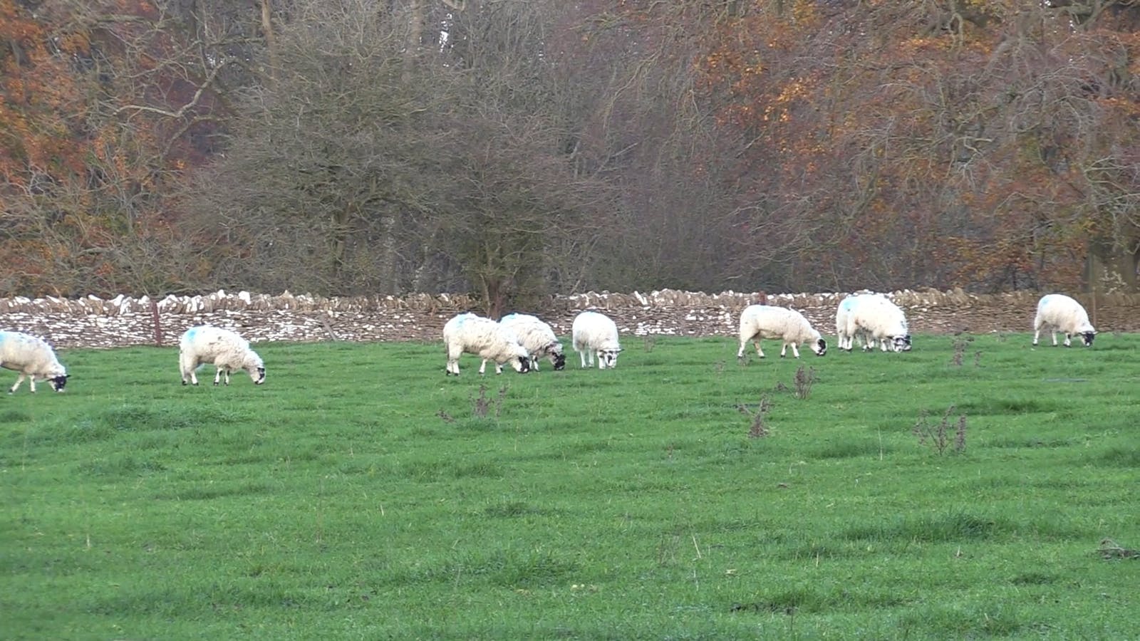 Aberdeen Sheep Videos, Download Free 4k Stock Video Footage & Aberdeen ...