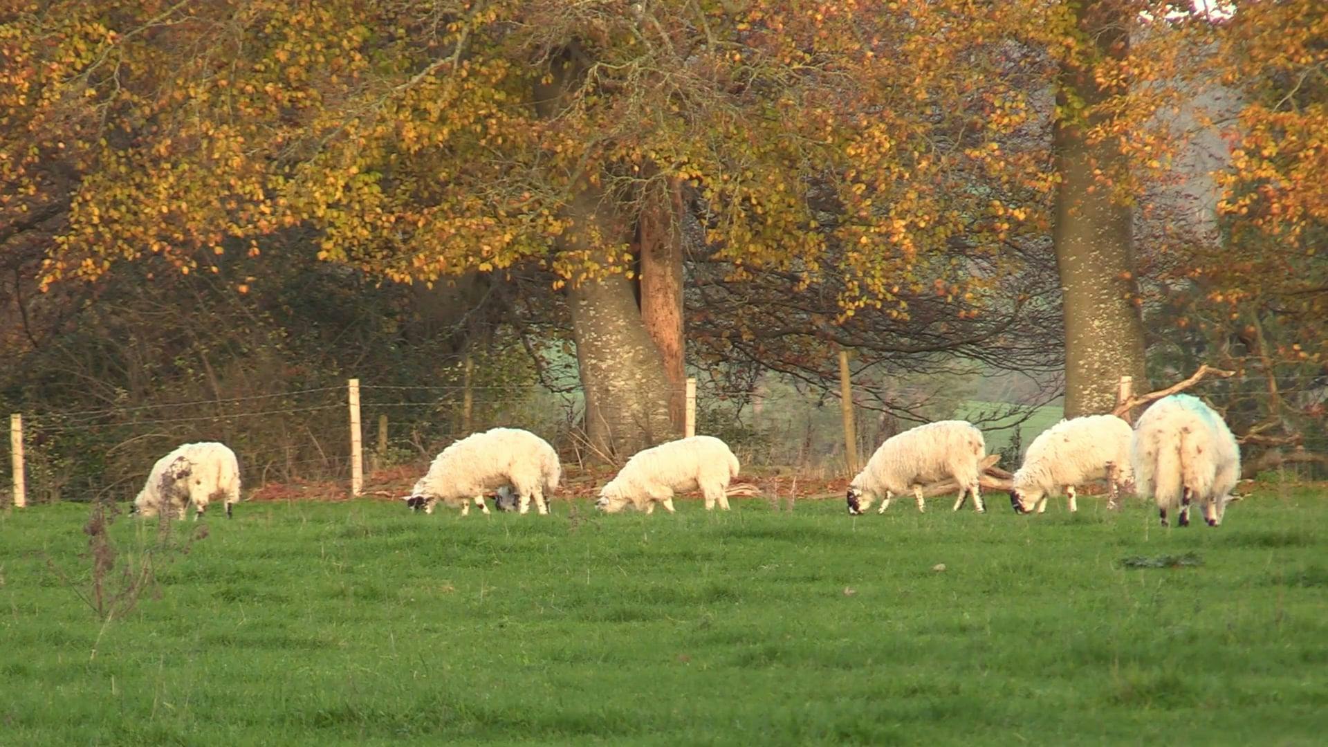 Sheep At A Farm Free Stock Video Footage, Royalty-Free 4K & HD Video Clip