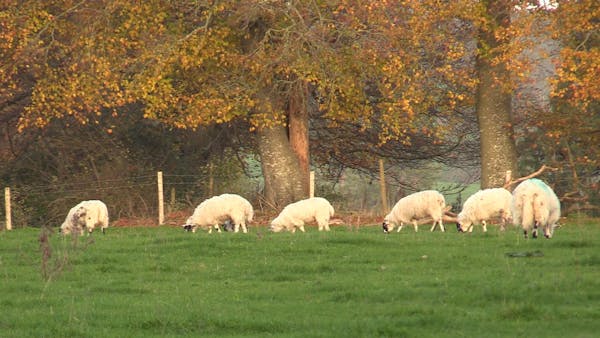 Aberdeen Sheep Videos, Download Free 4k Stock Video Footage & Aberdeen ...