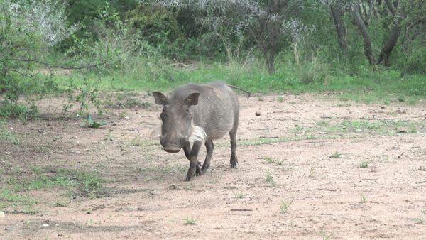 Warthog Den Videos, Download The BEST Free 4k Stock Video Footage ...