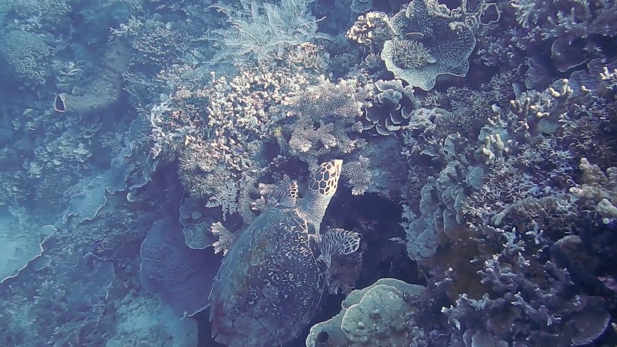 Turtle Videos, Download The BEST Free 4k Stock Video Footage & Turtle ...